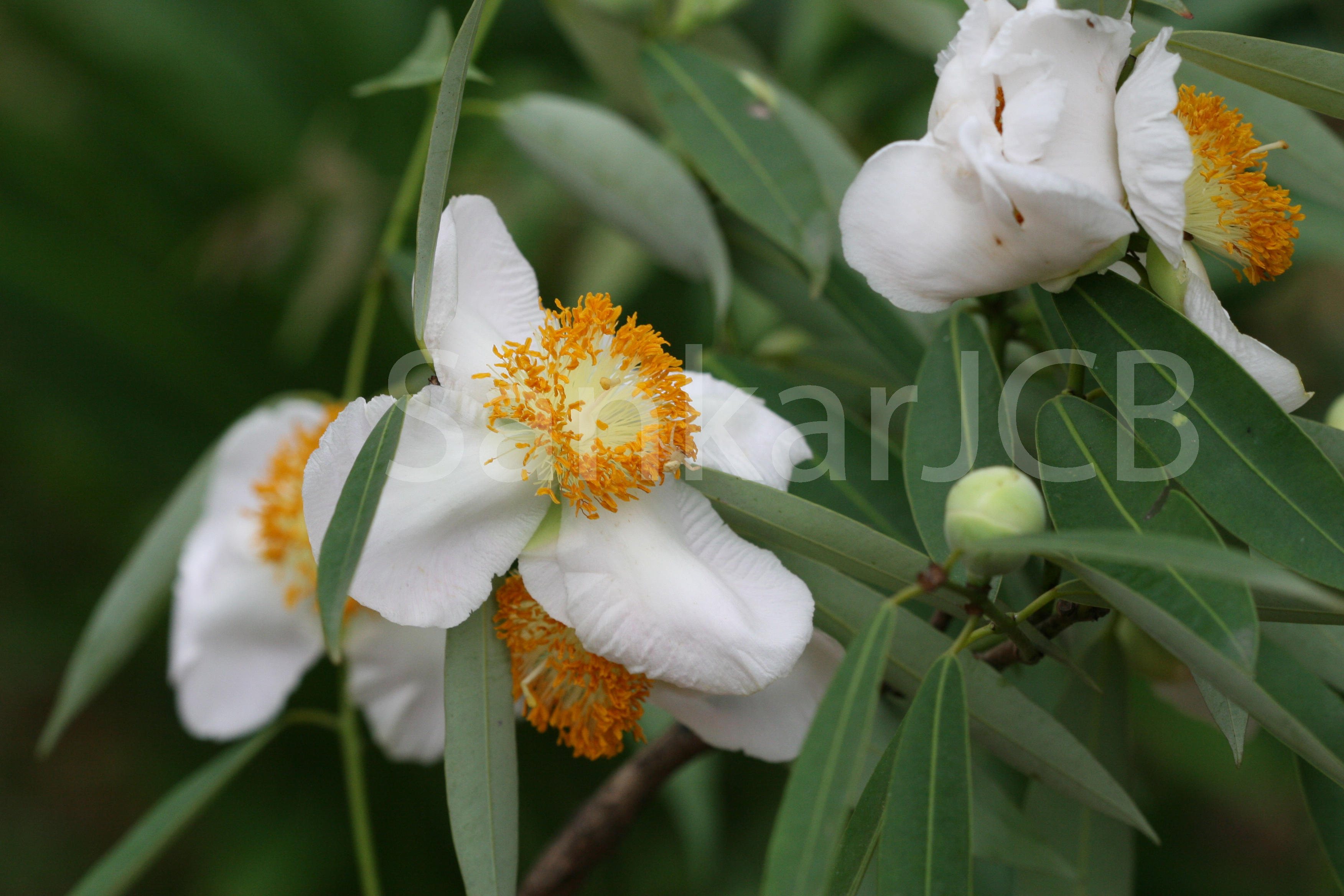 Herbarium JCB