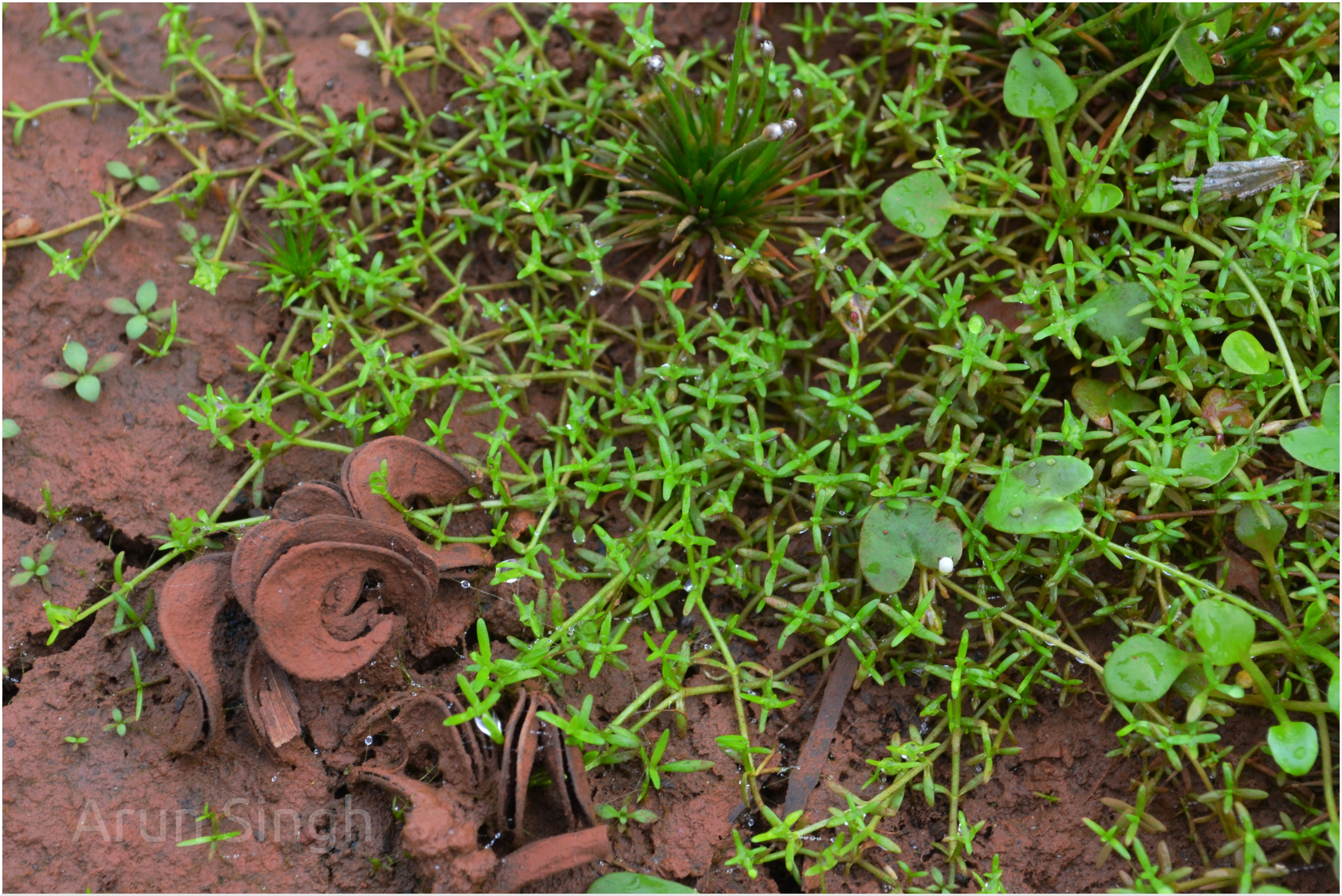 Herbarium JCB