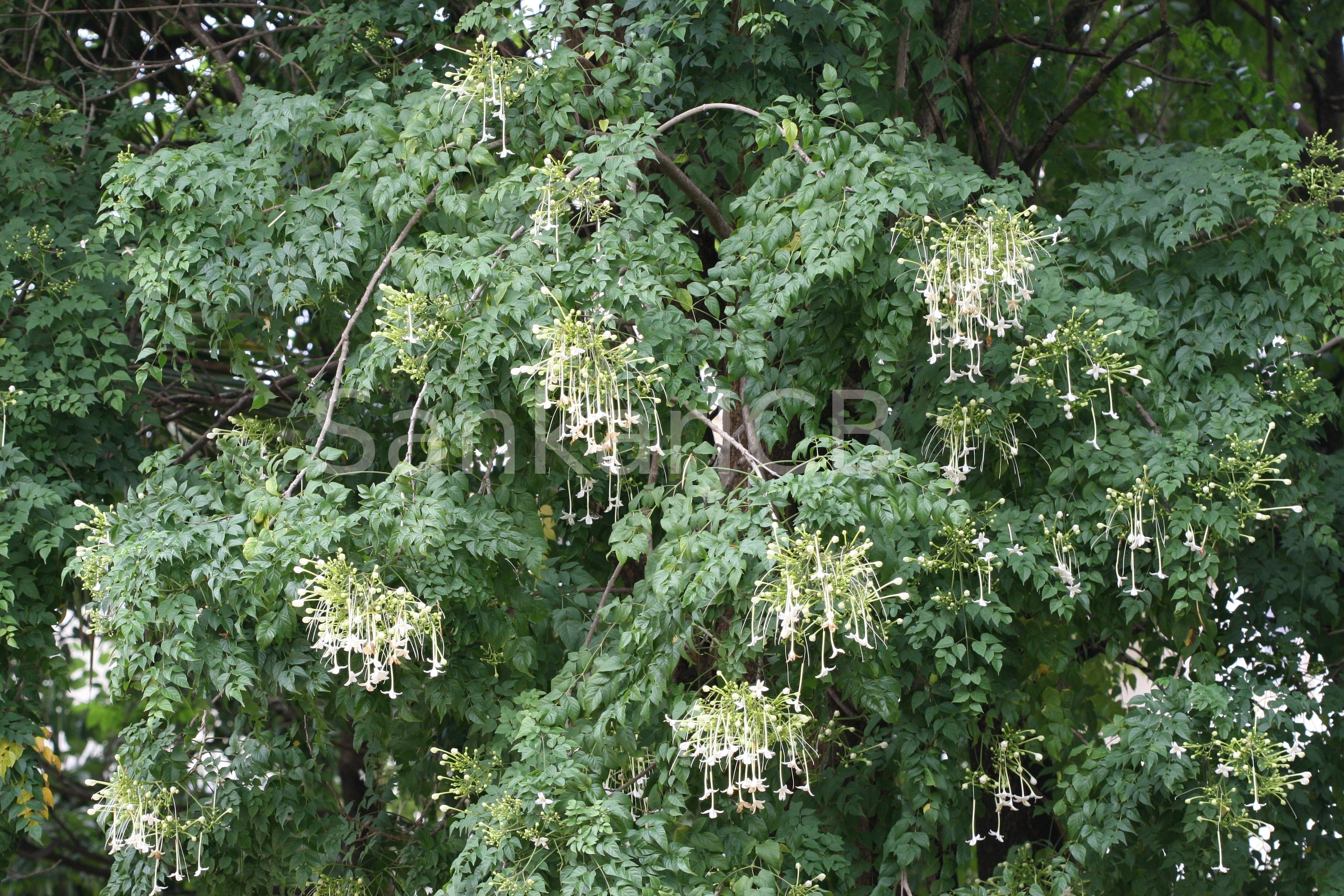 Herbarium JCB