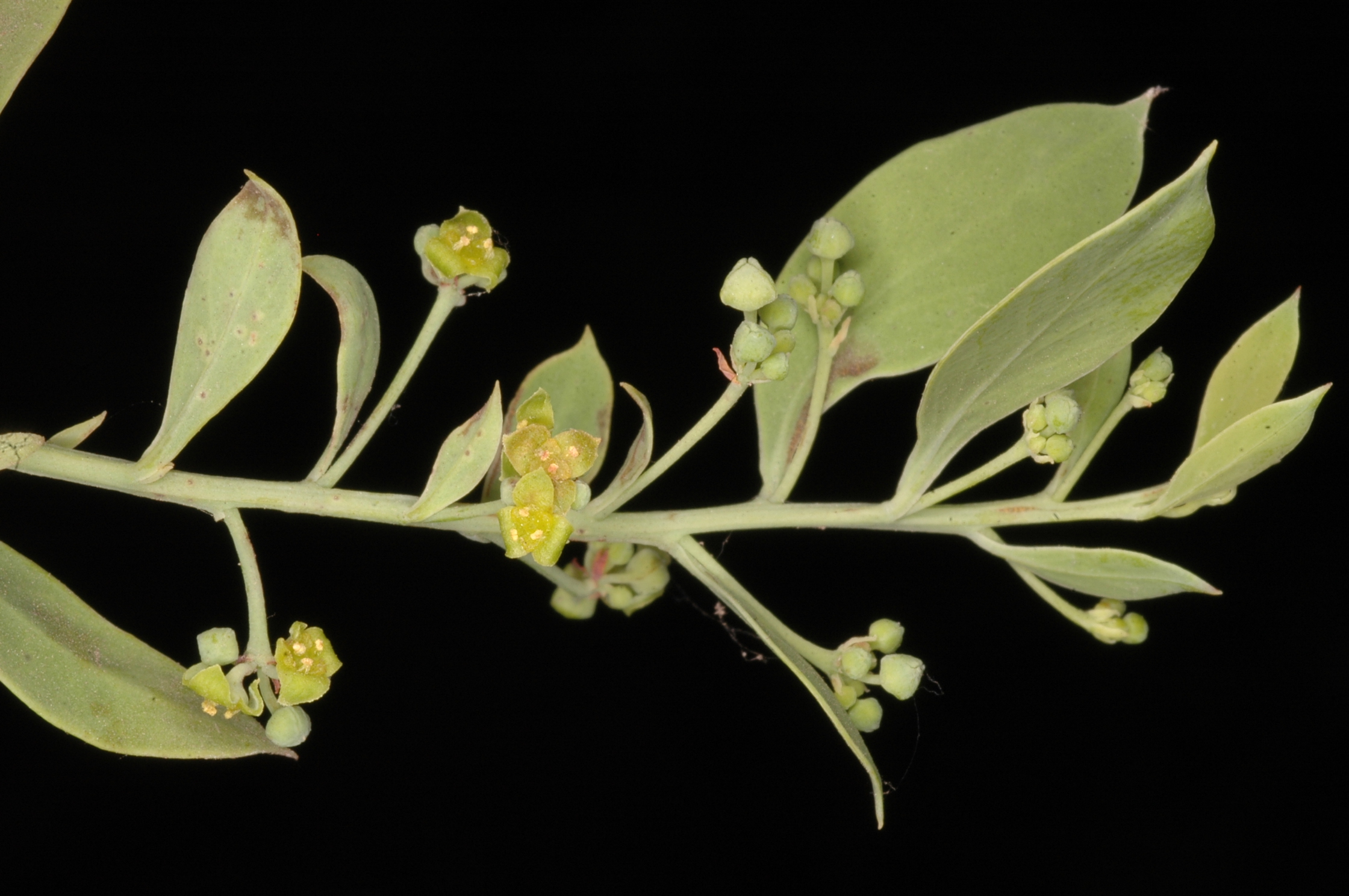 Herbarium JCB