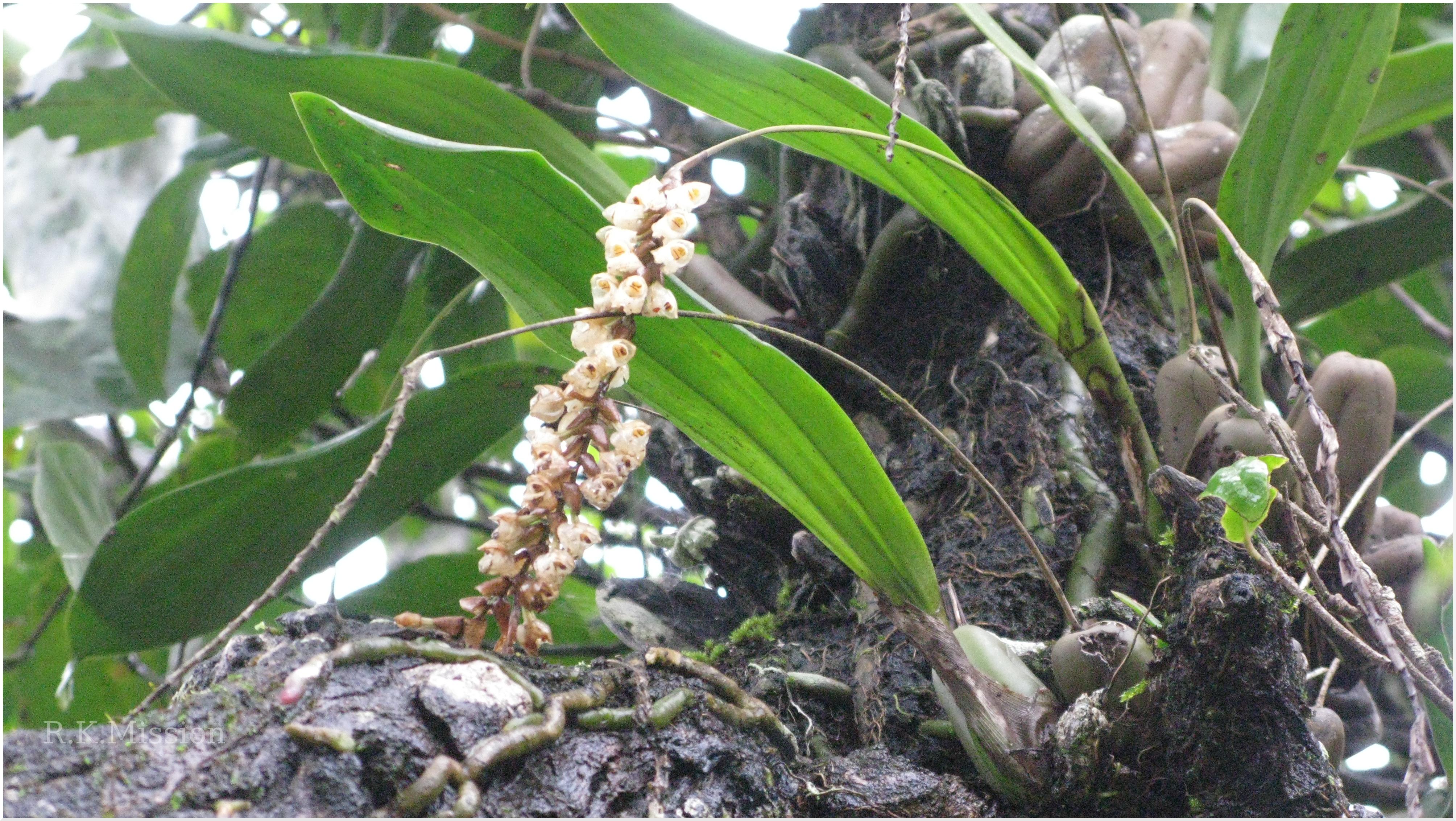 Herbarium JCB