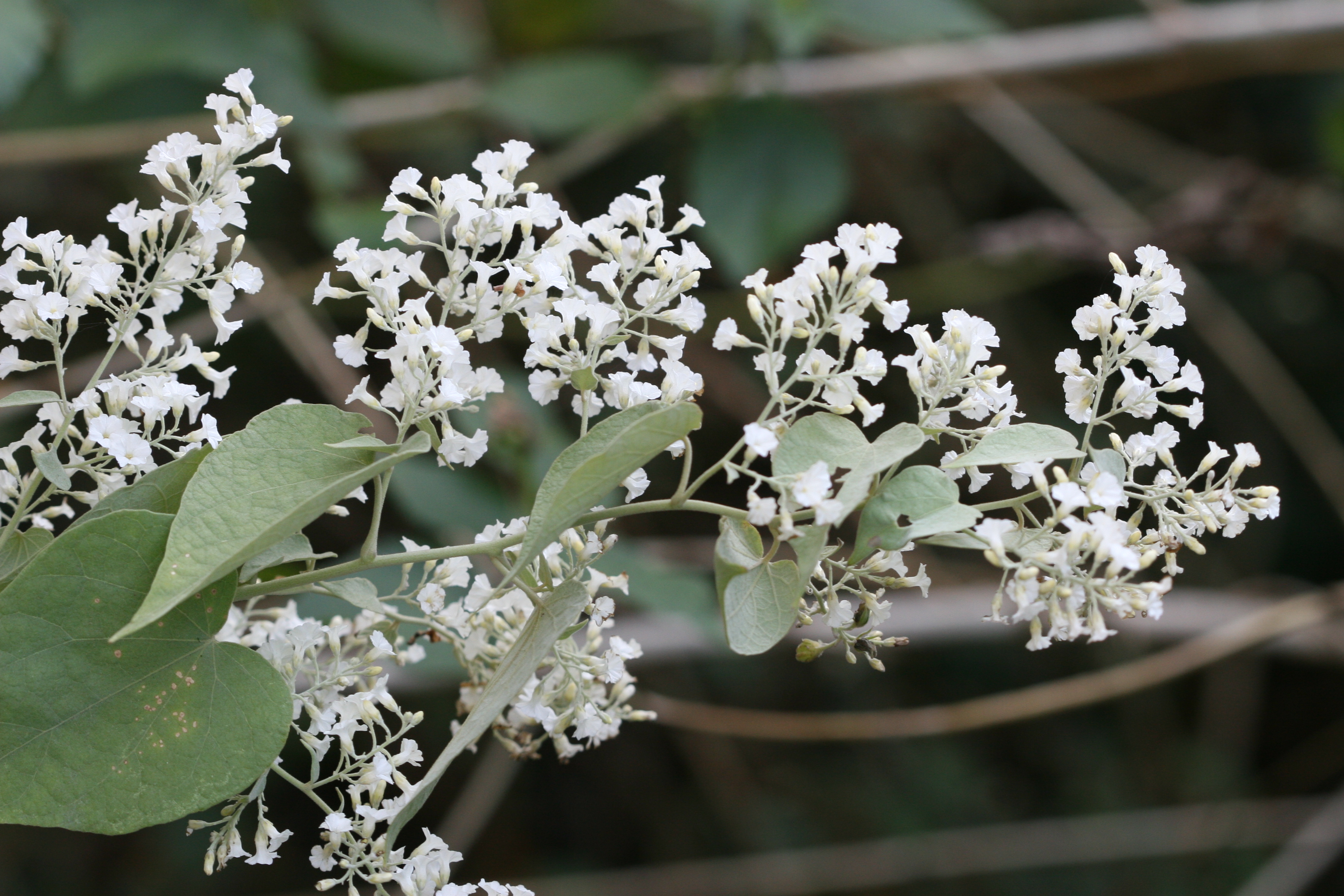 Herbarium JCB