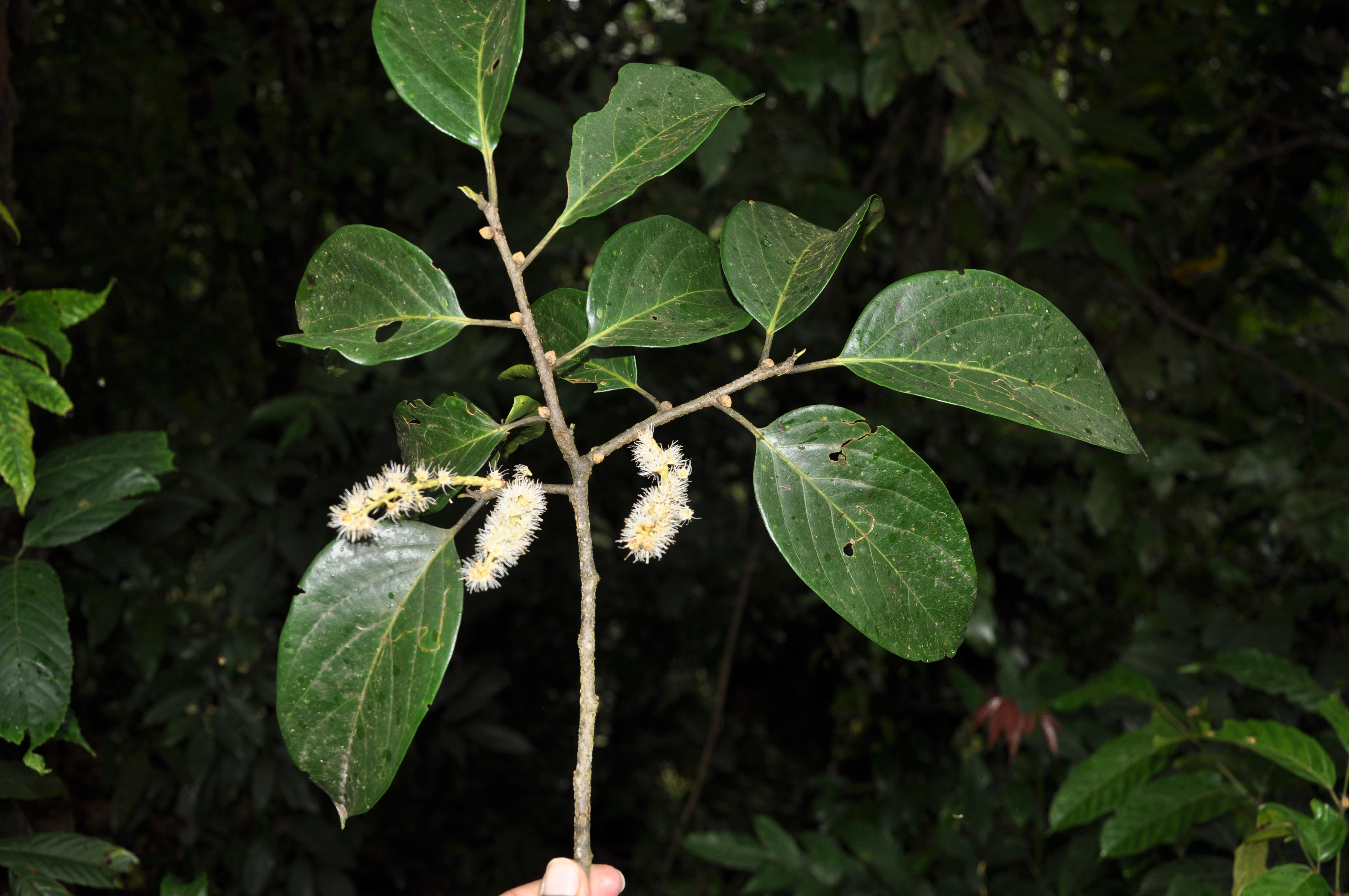Herbarium JCB