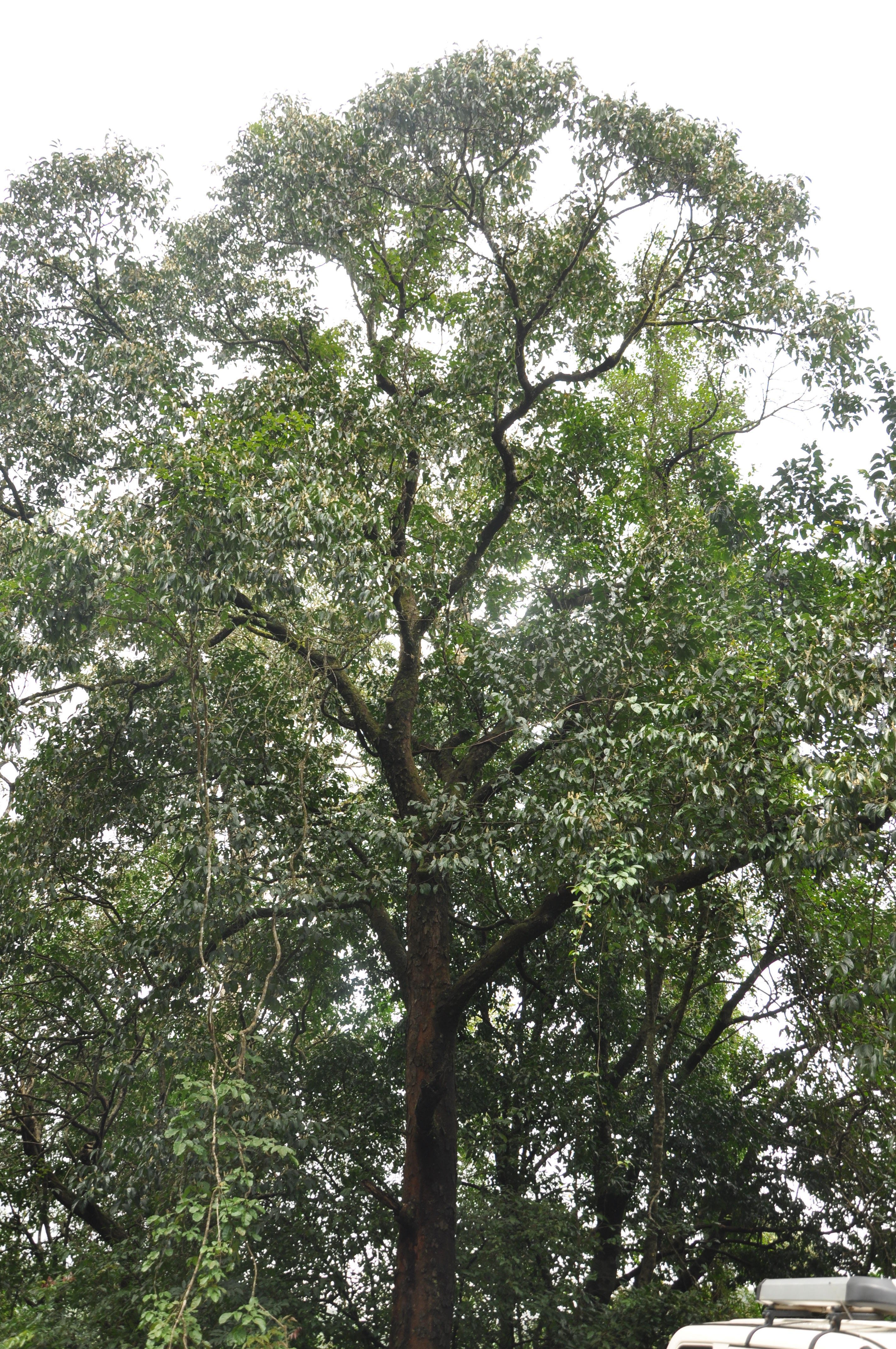 Herbarium JCB