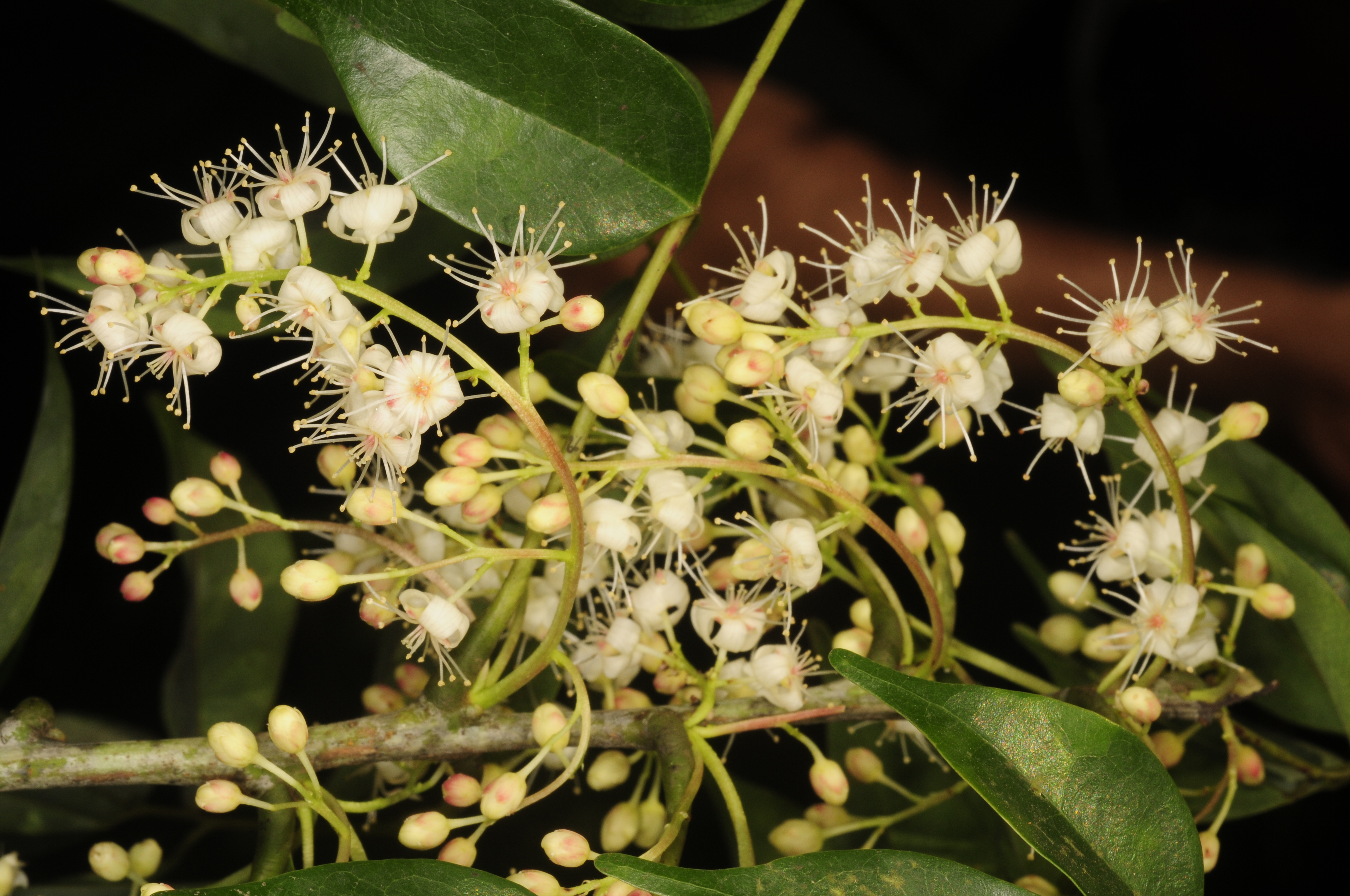 Herbarium JCB