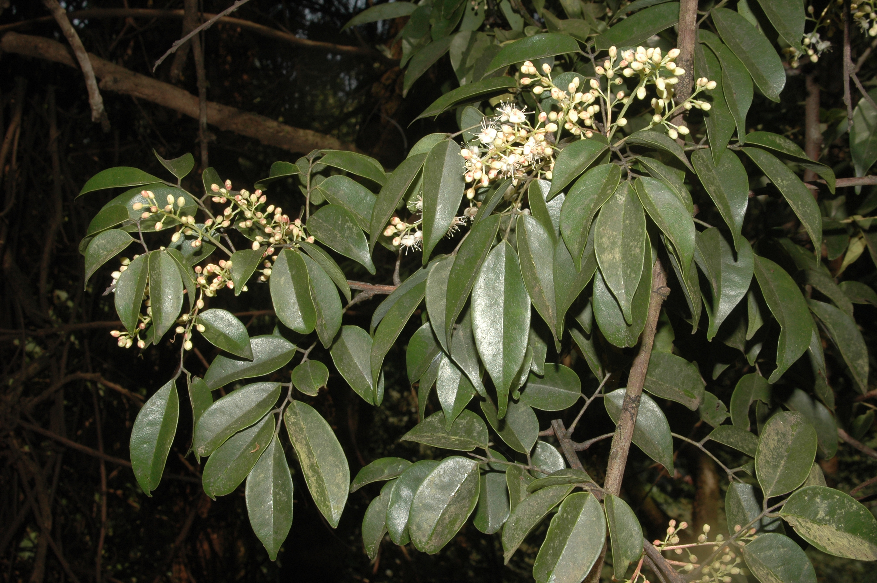 Herbarium JCB
