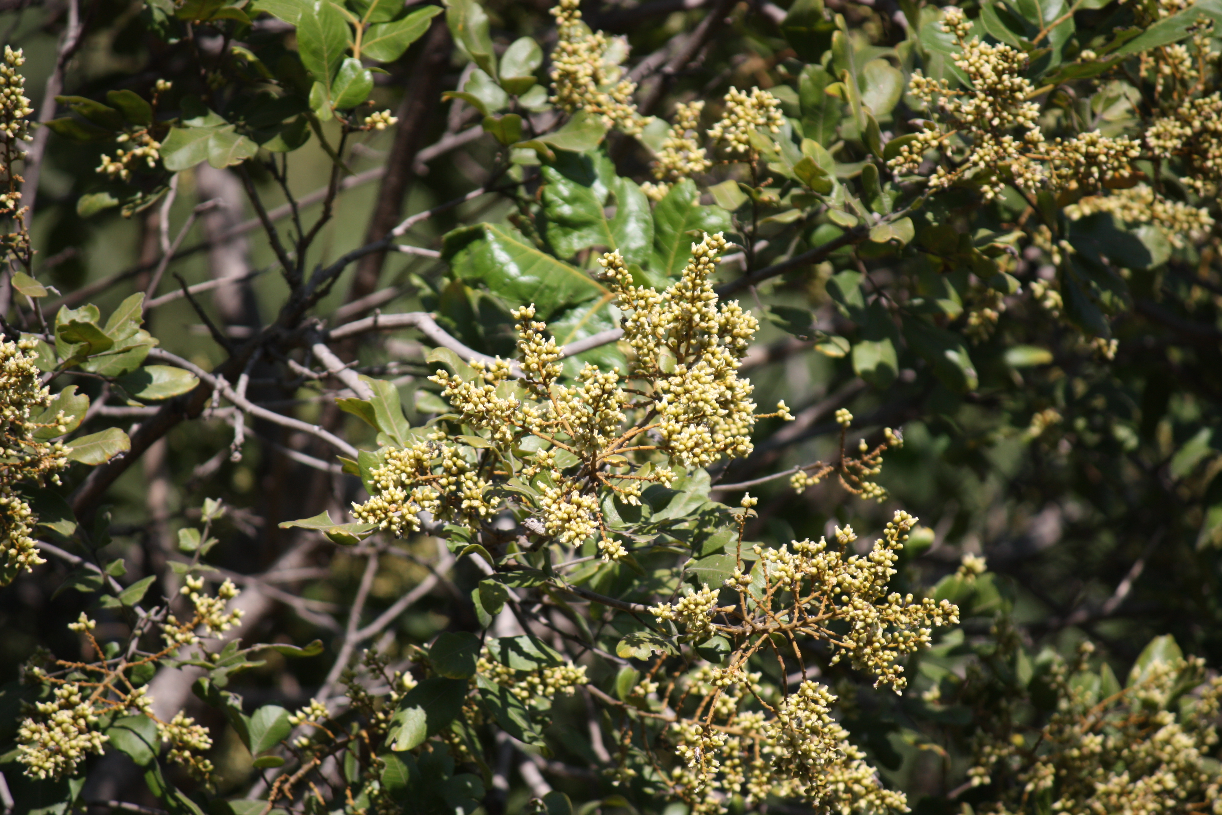 Herbarium JCB
