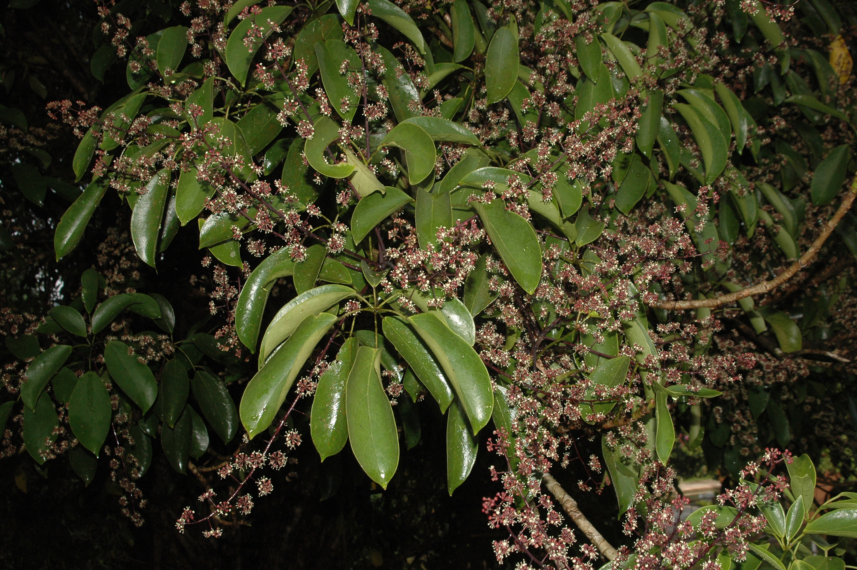 Herbarium JCB
