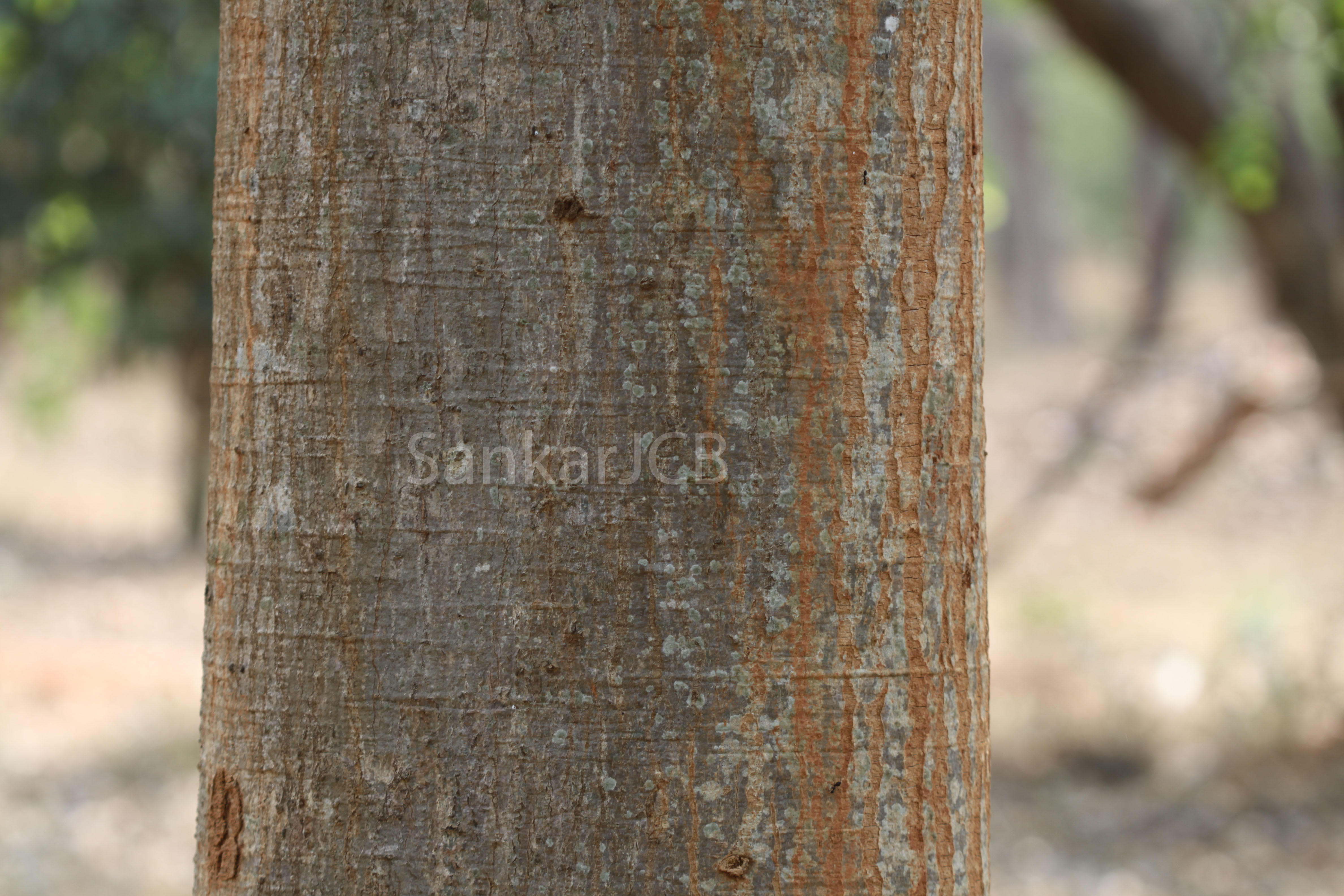Herbarium JCB