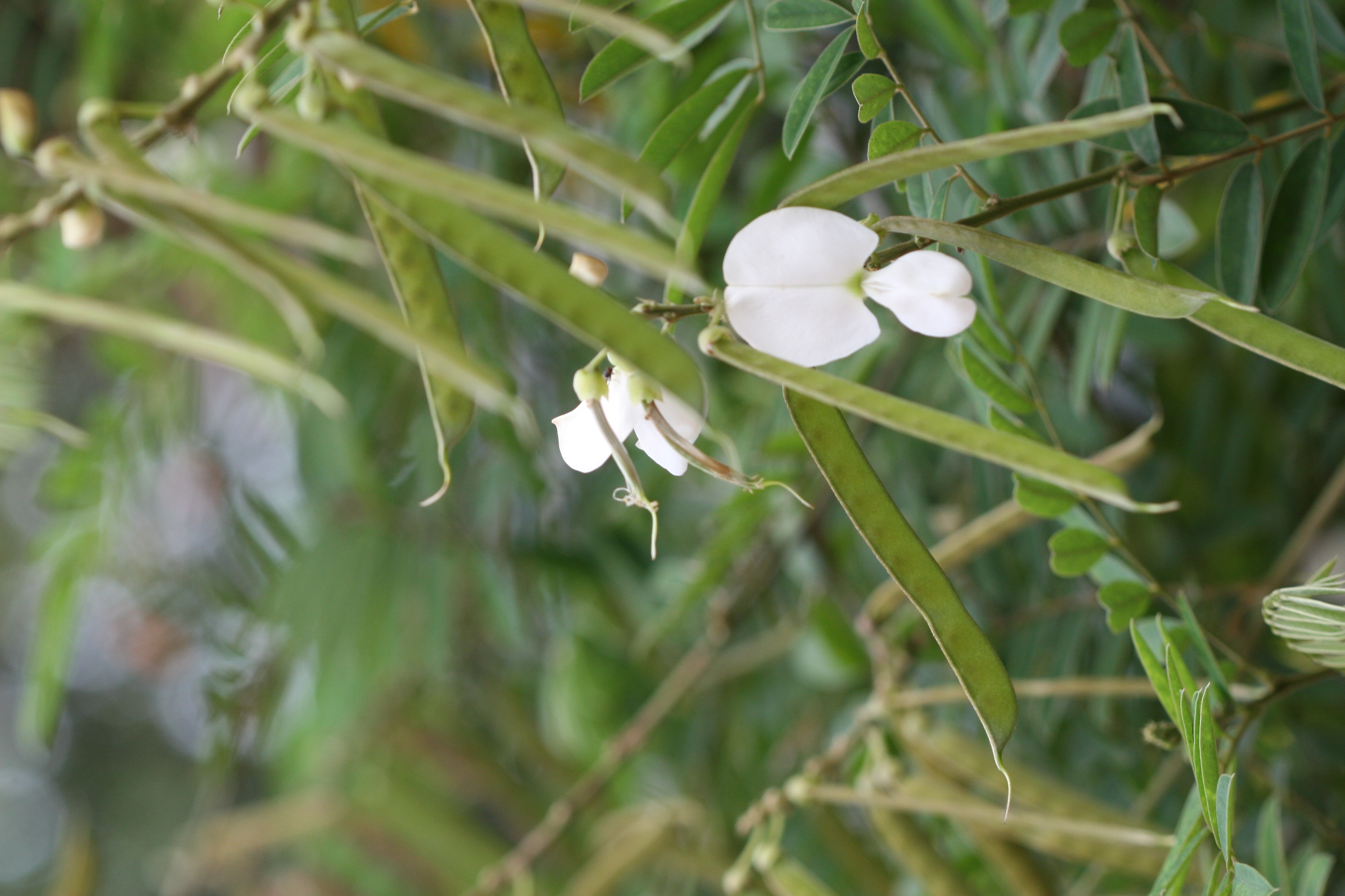 Herbarium JCB