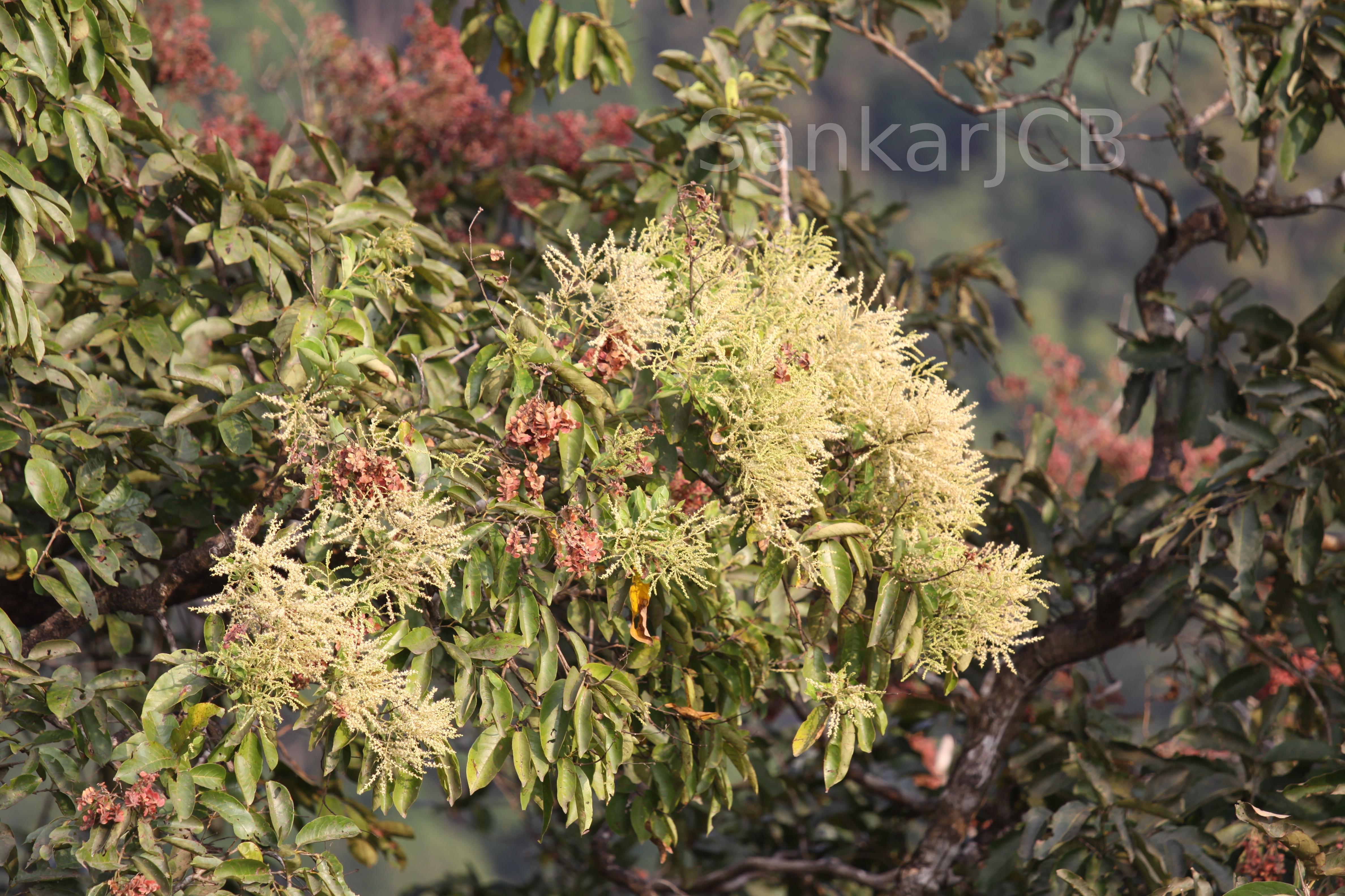 Herbarium JCB