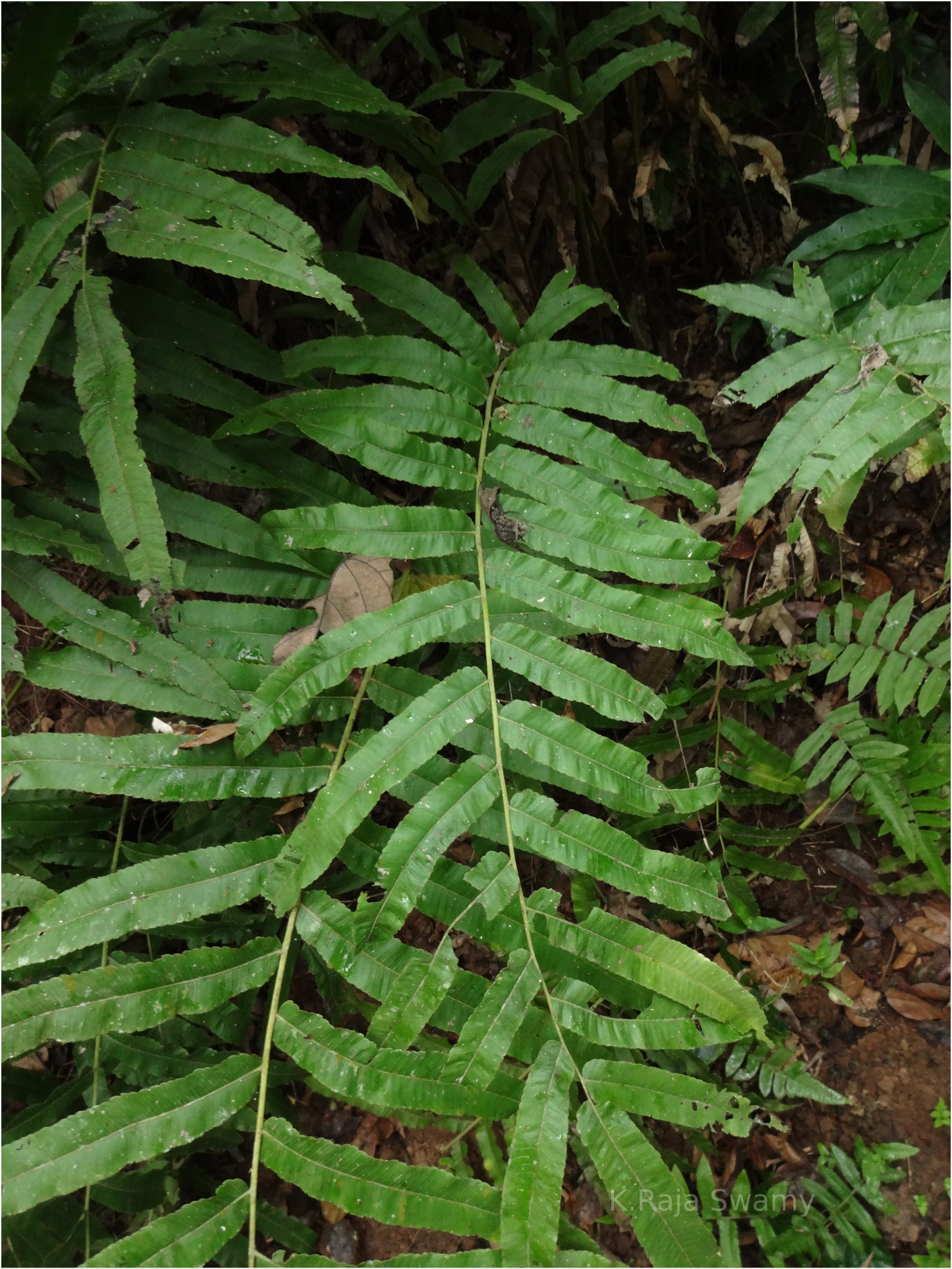 Herbarium JCB