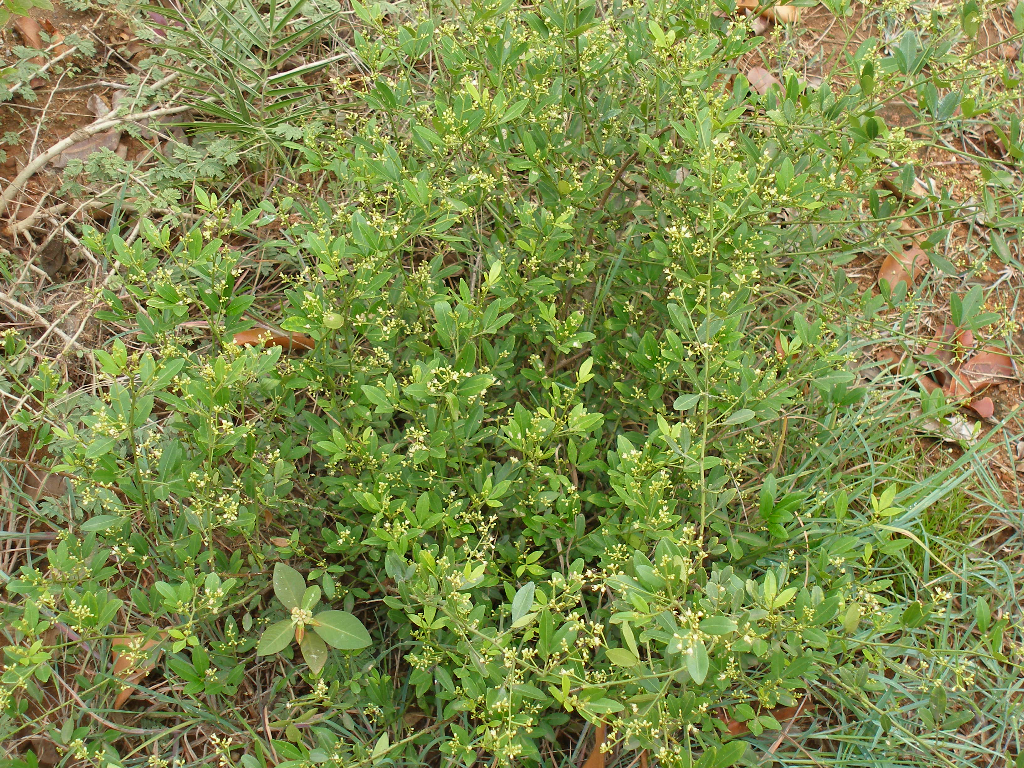 Herbarium JCB