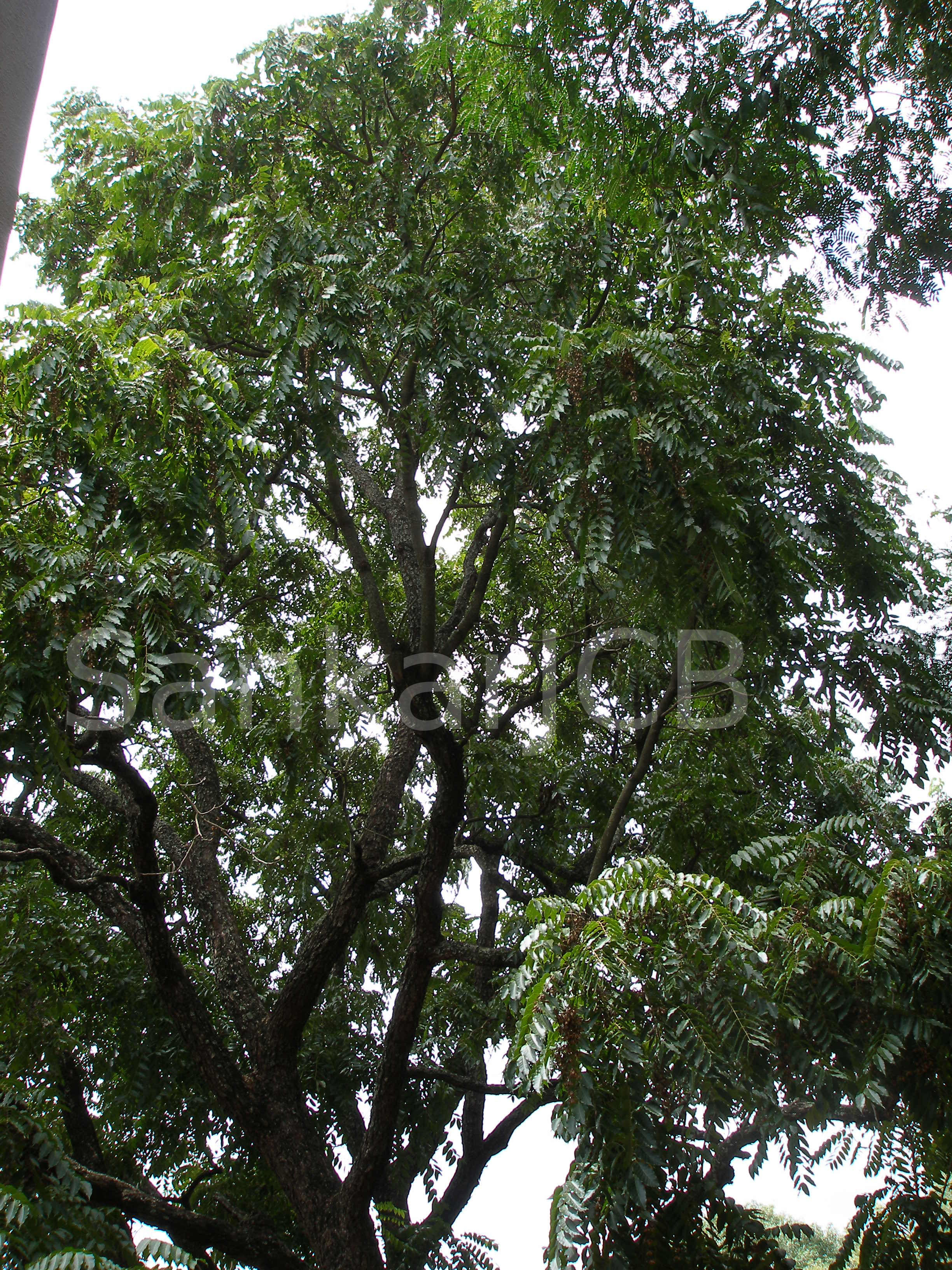 Herbarium JCB