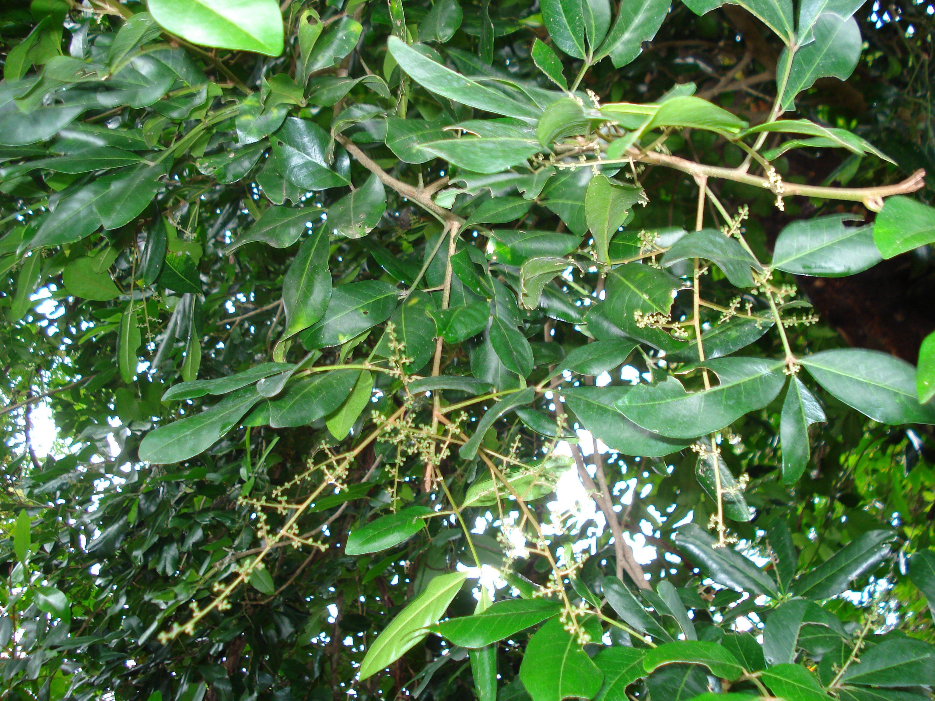 Herbarium JCB