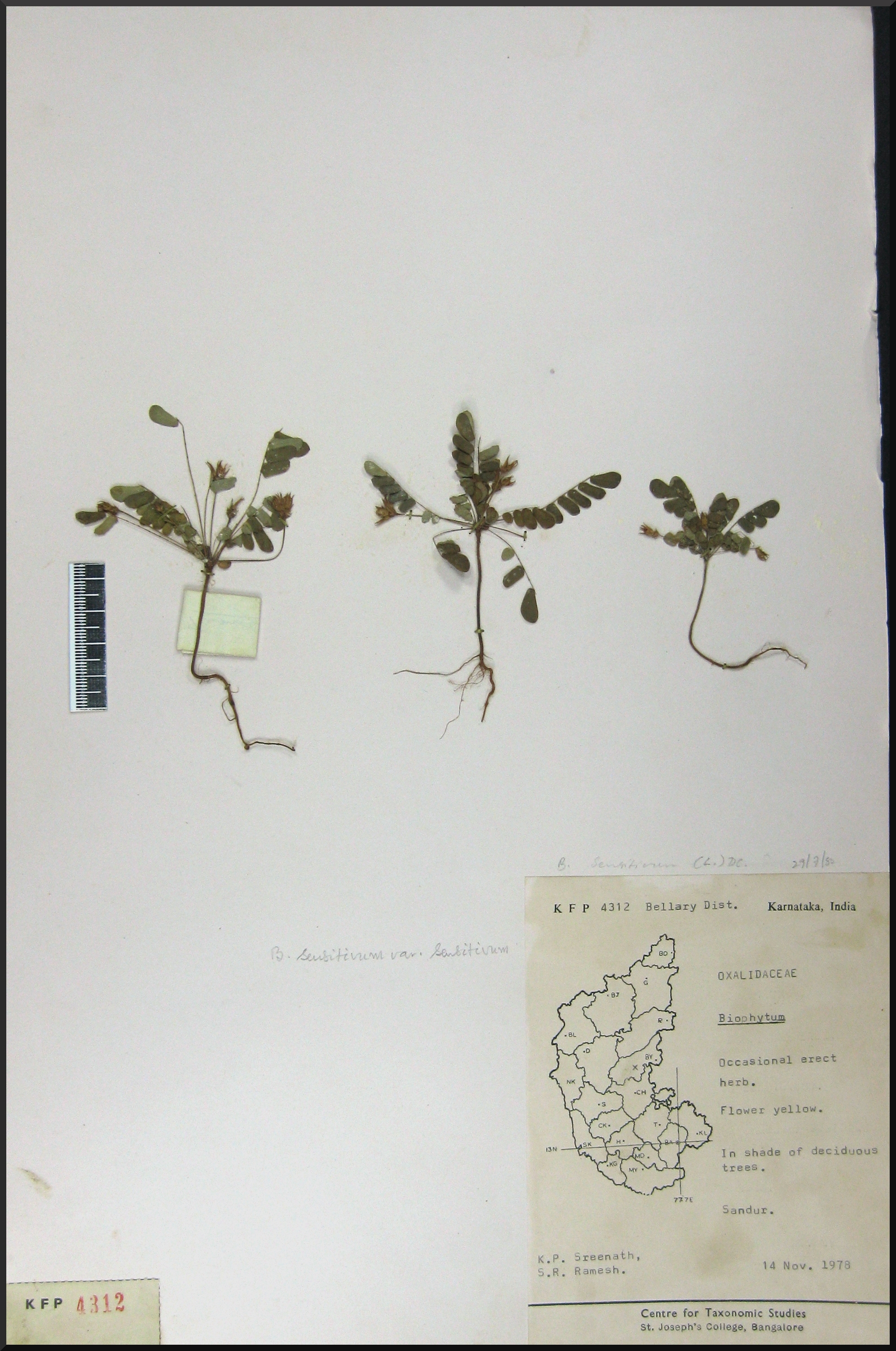 Herbarium JCB