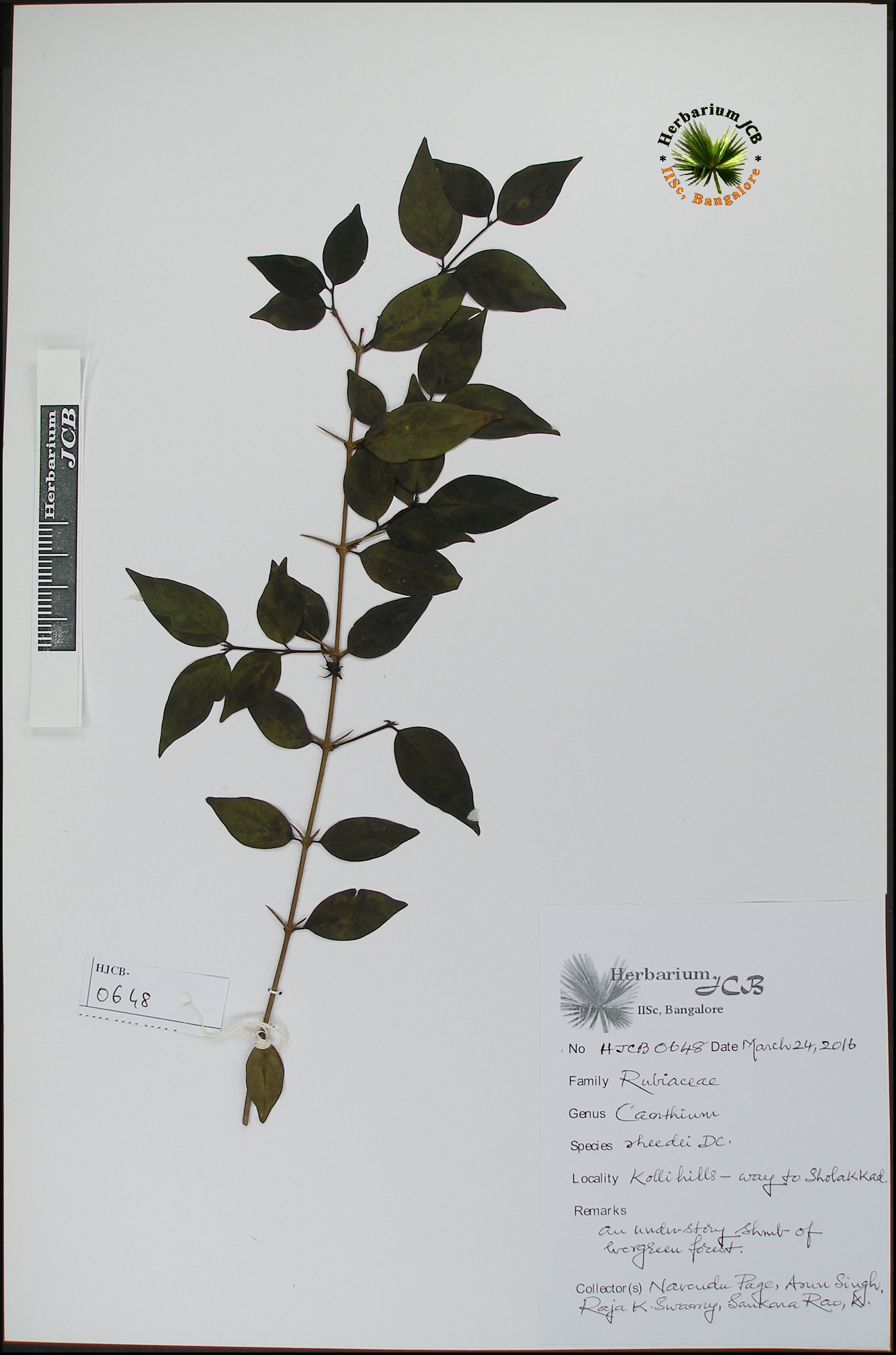Herbarium JCB