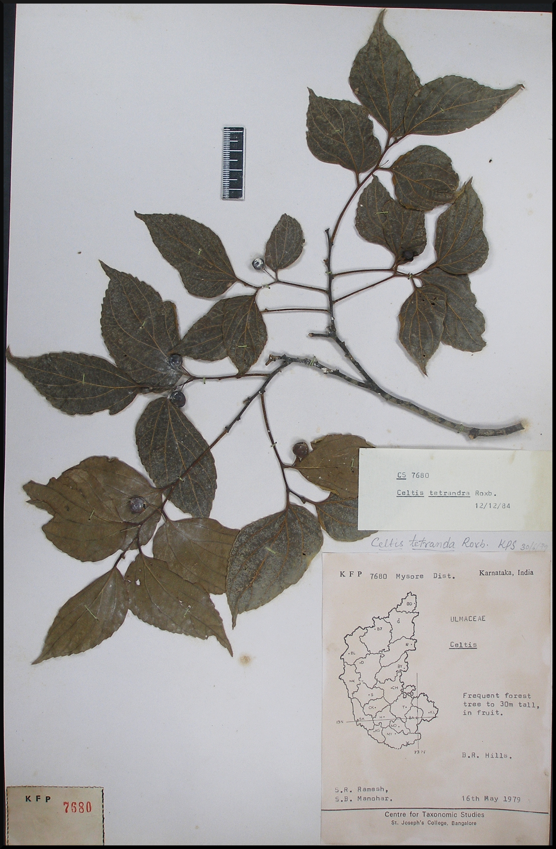 Herbarium JCB