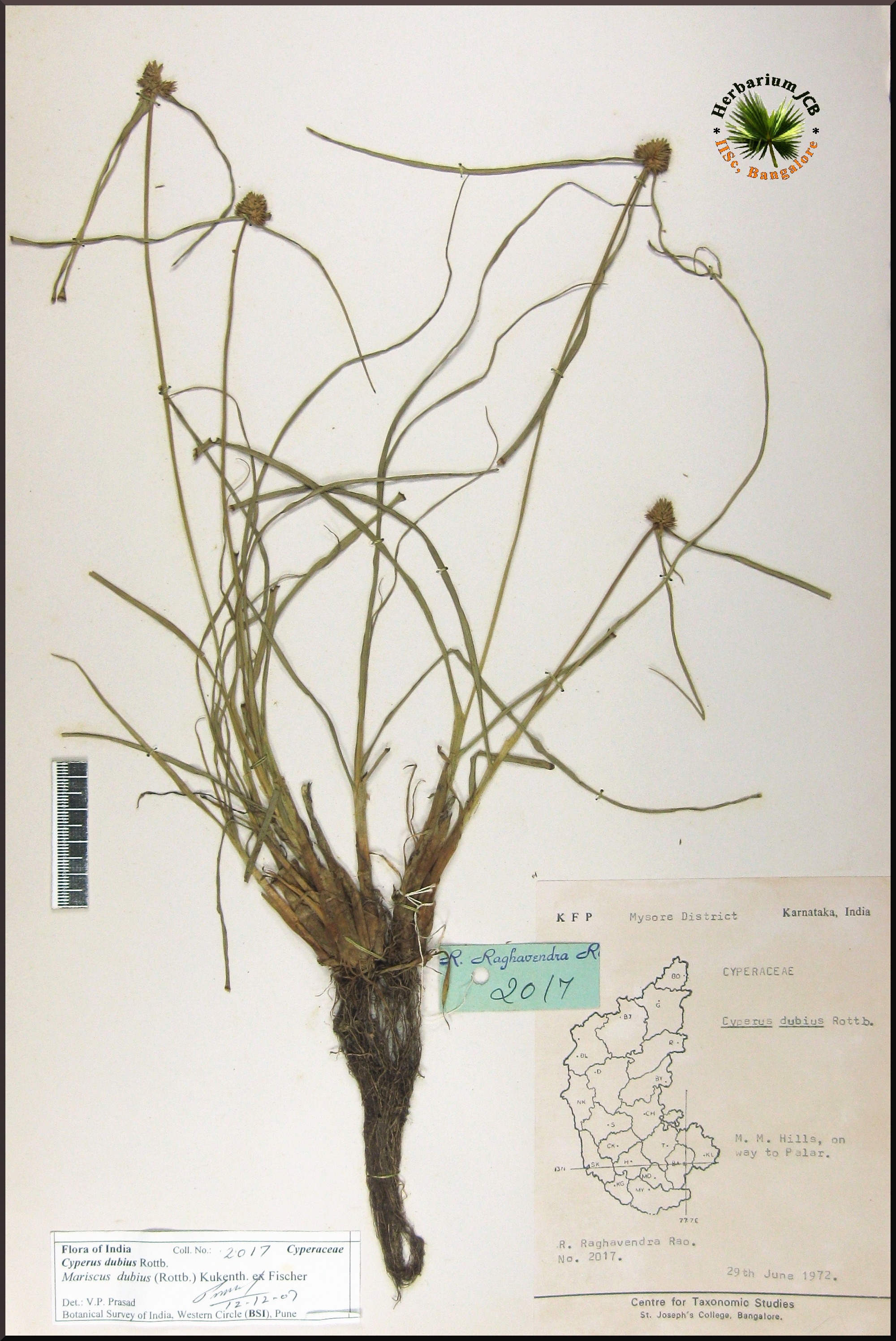 Herbarium JCB