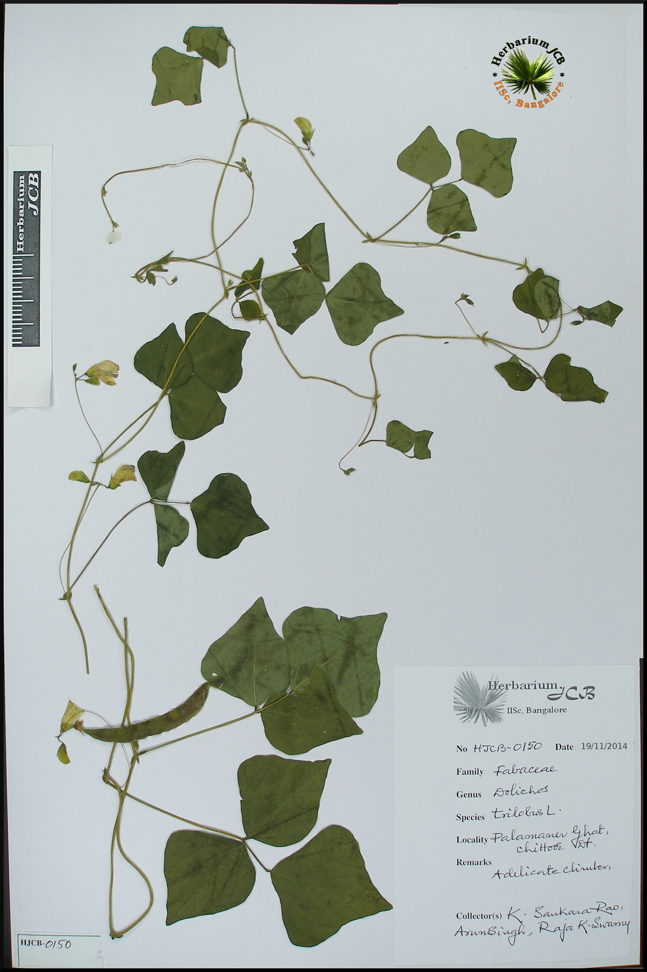 Herbarium JCB