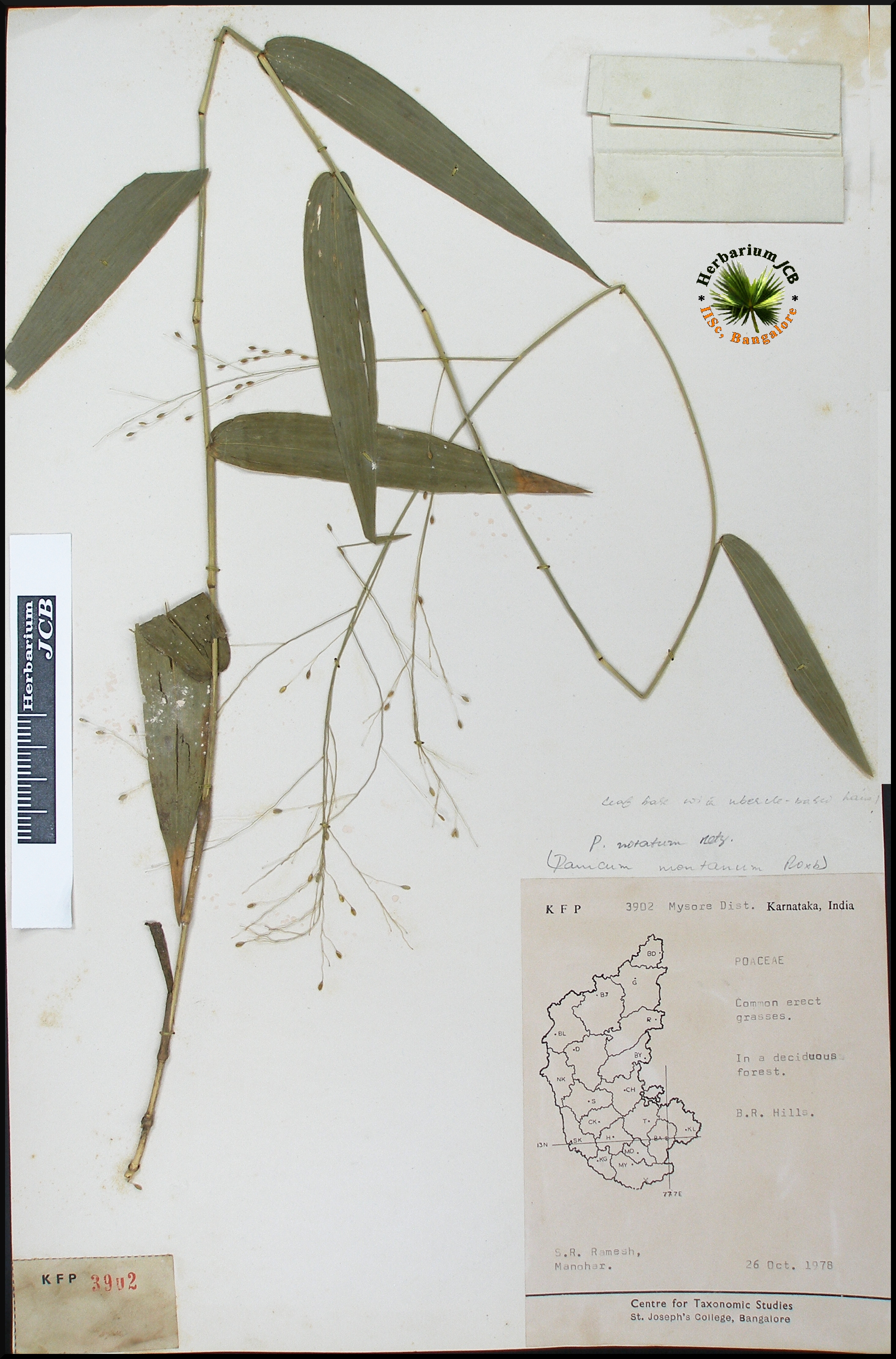 Herbarium JCB