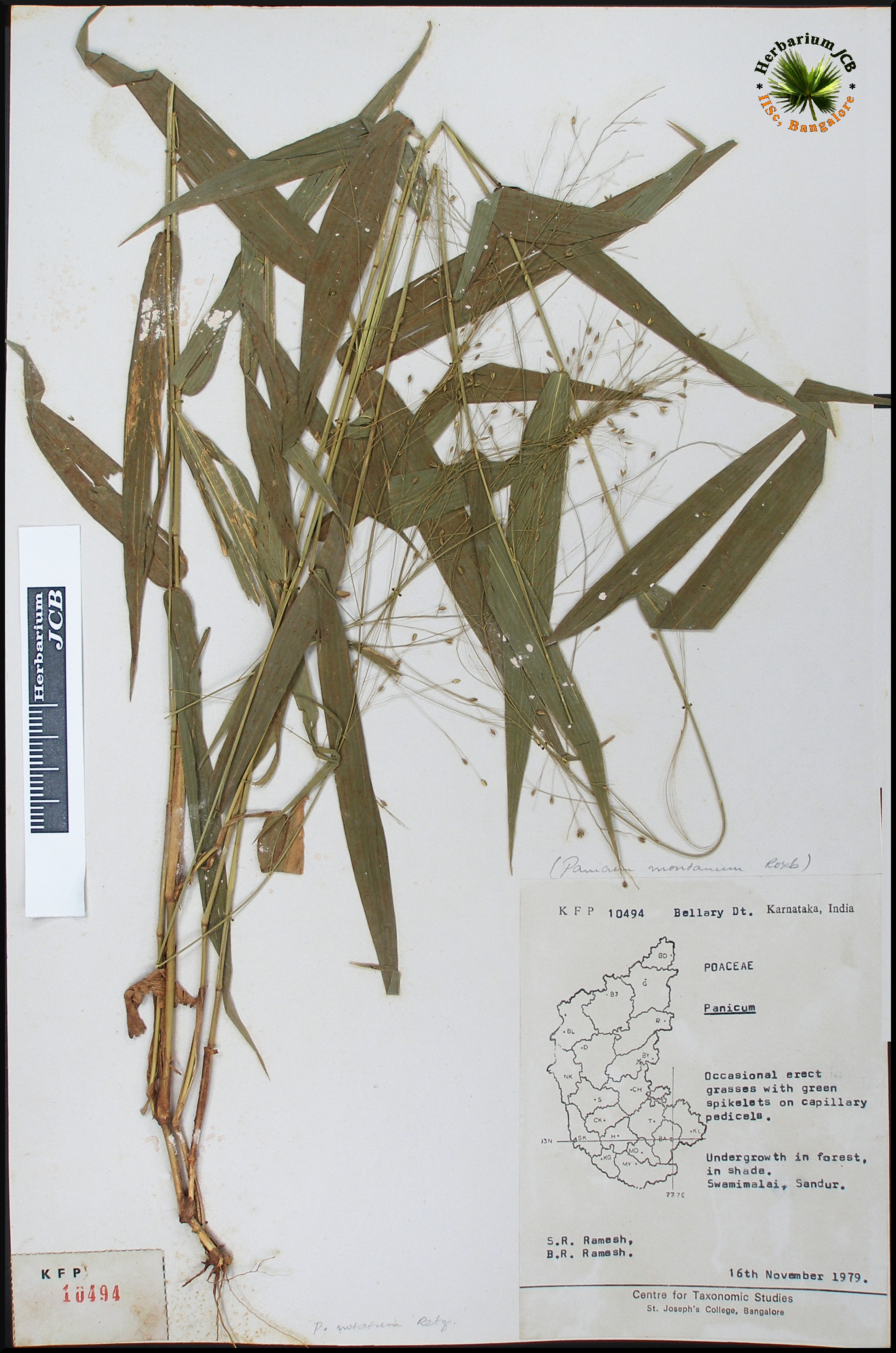 Herbarium JCB