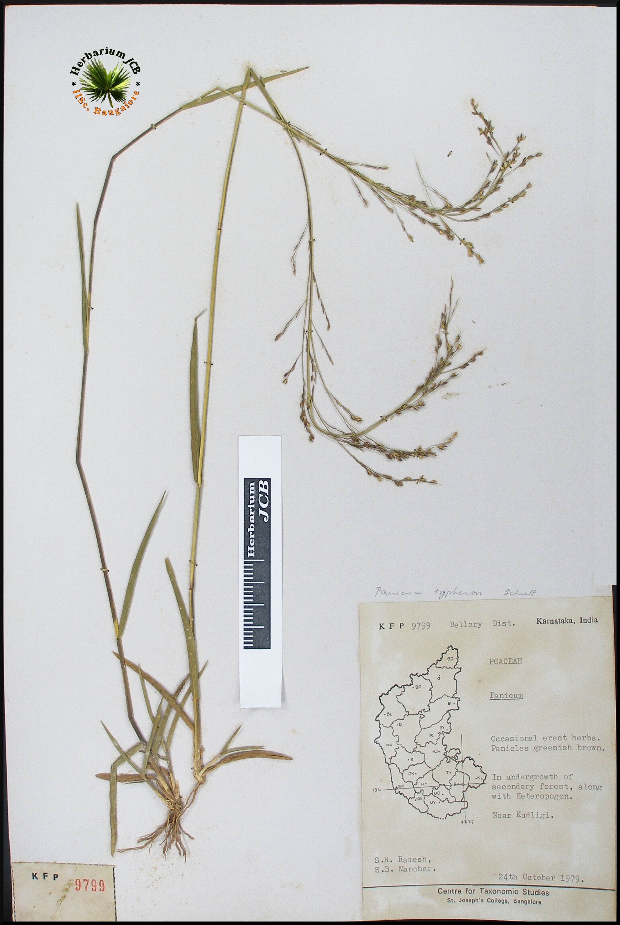 Herbarium JCB