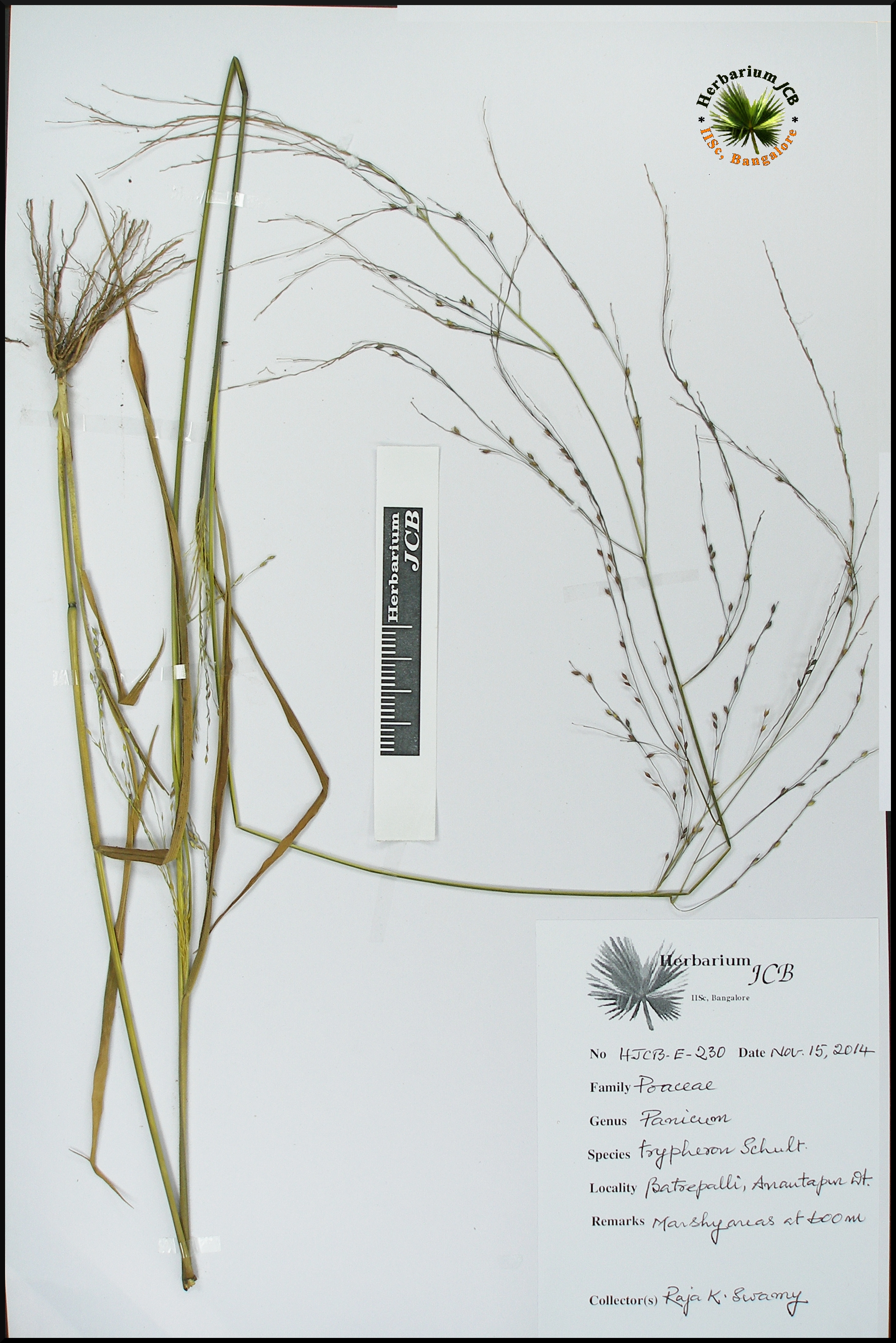 Herbarium JCB