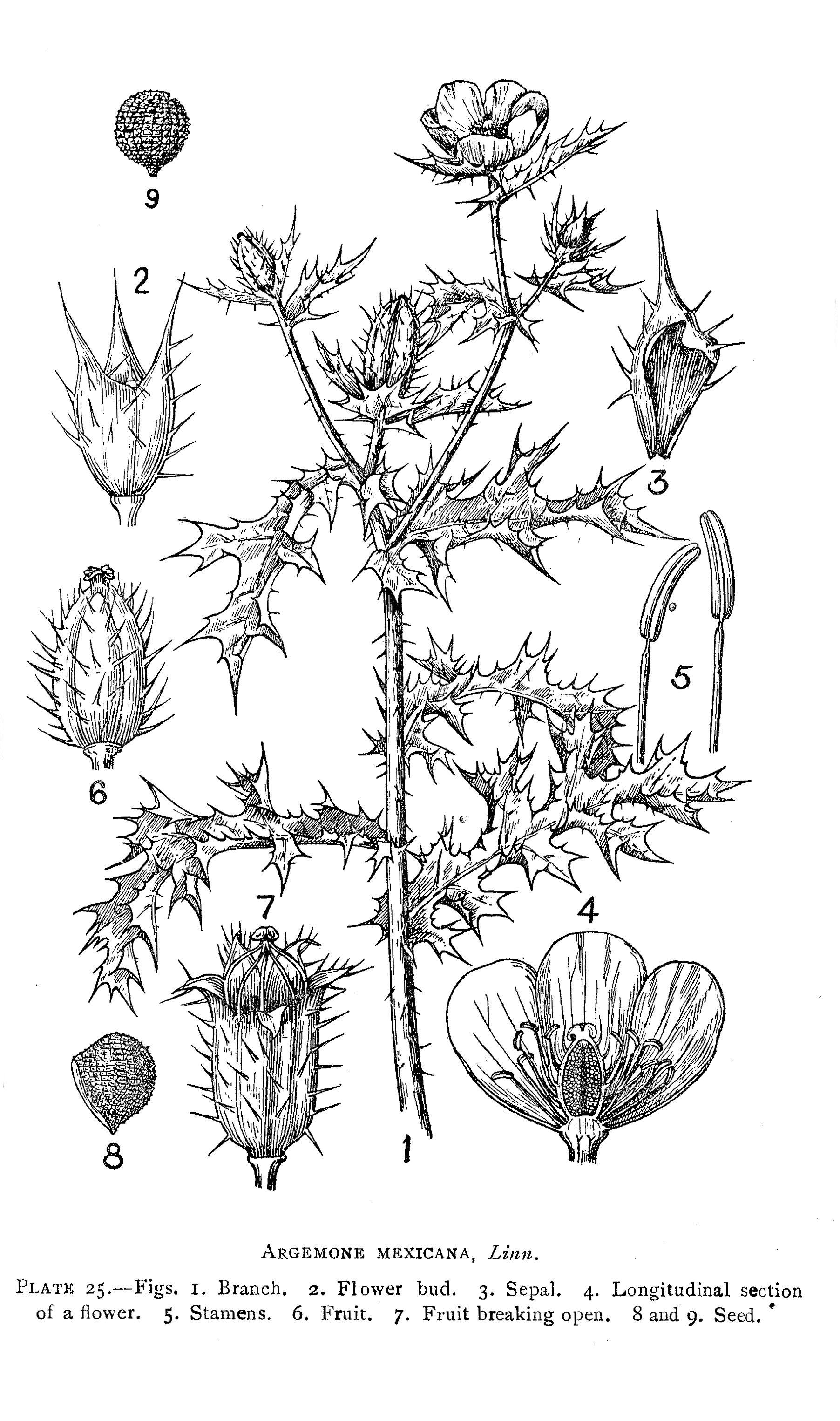 Herbarium JCB
