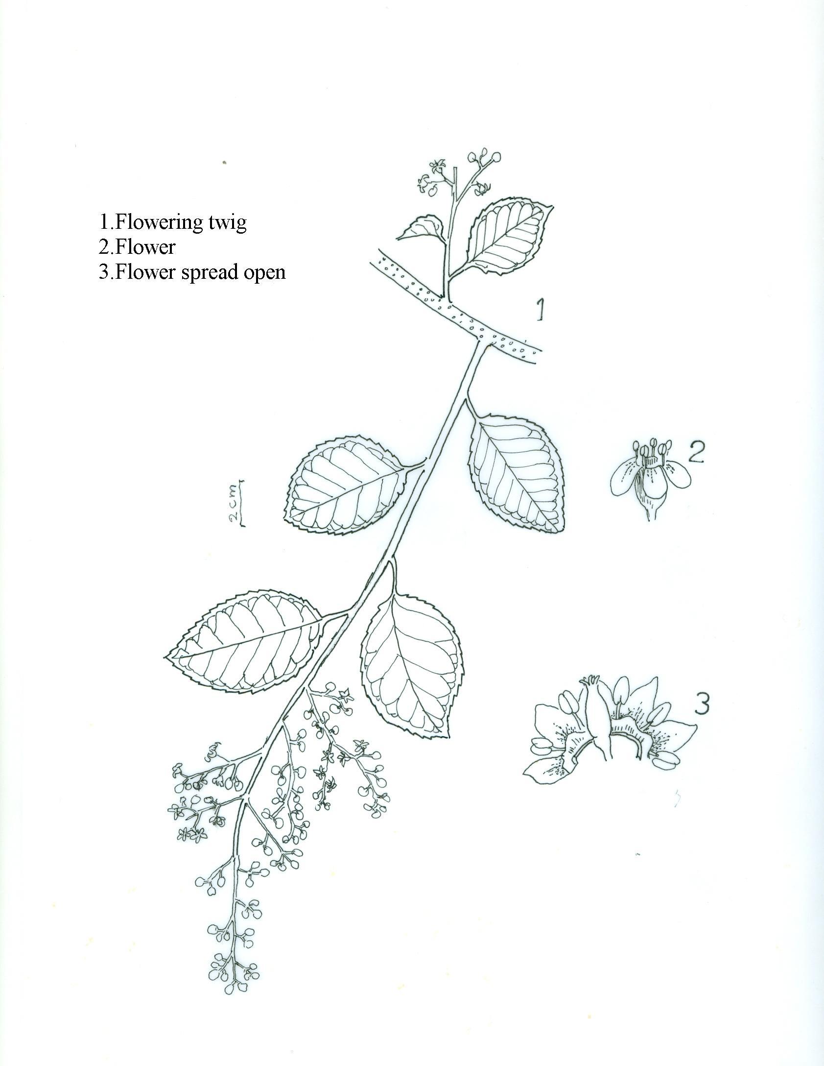 Herbarium JCB