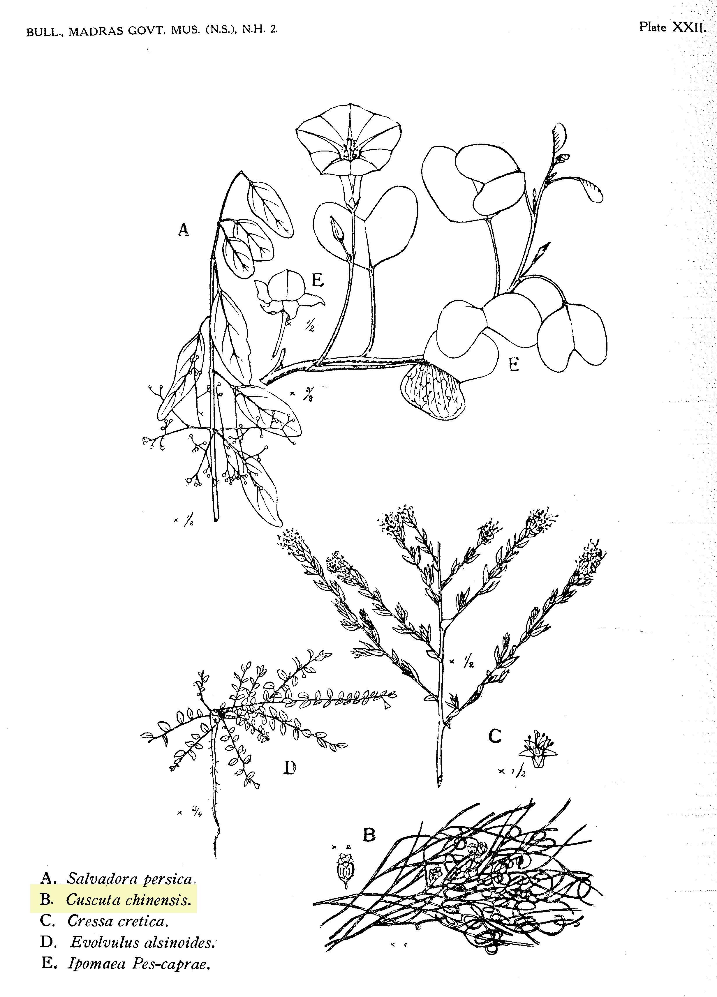 Herbarium JCB