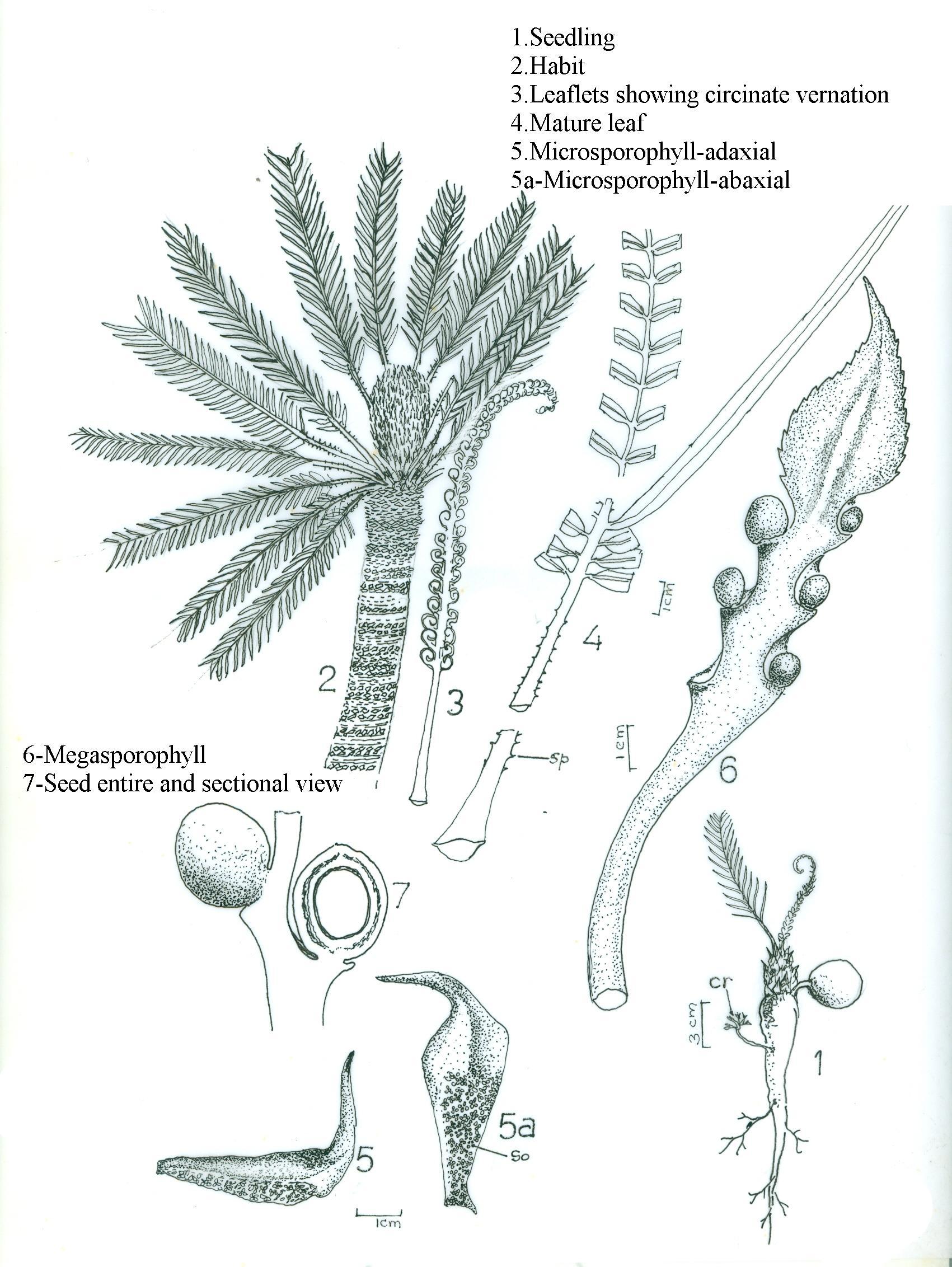 Herbarium JCB