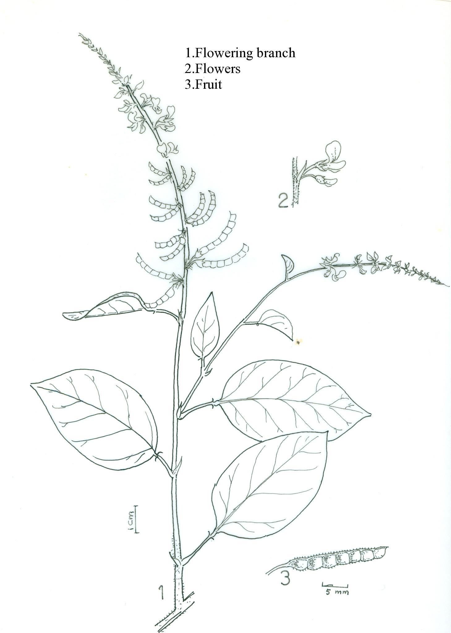 Herbarium JCB