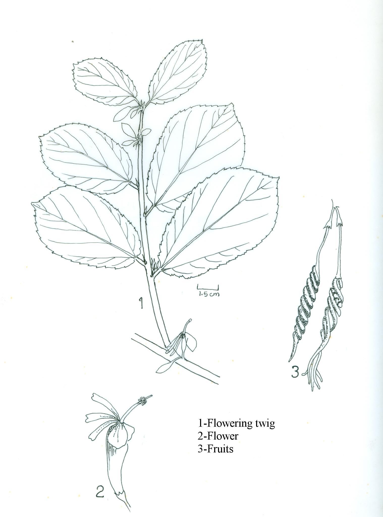 Herbarium JCB
