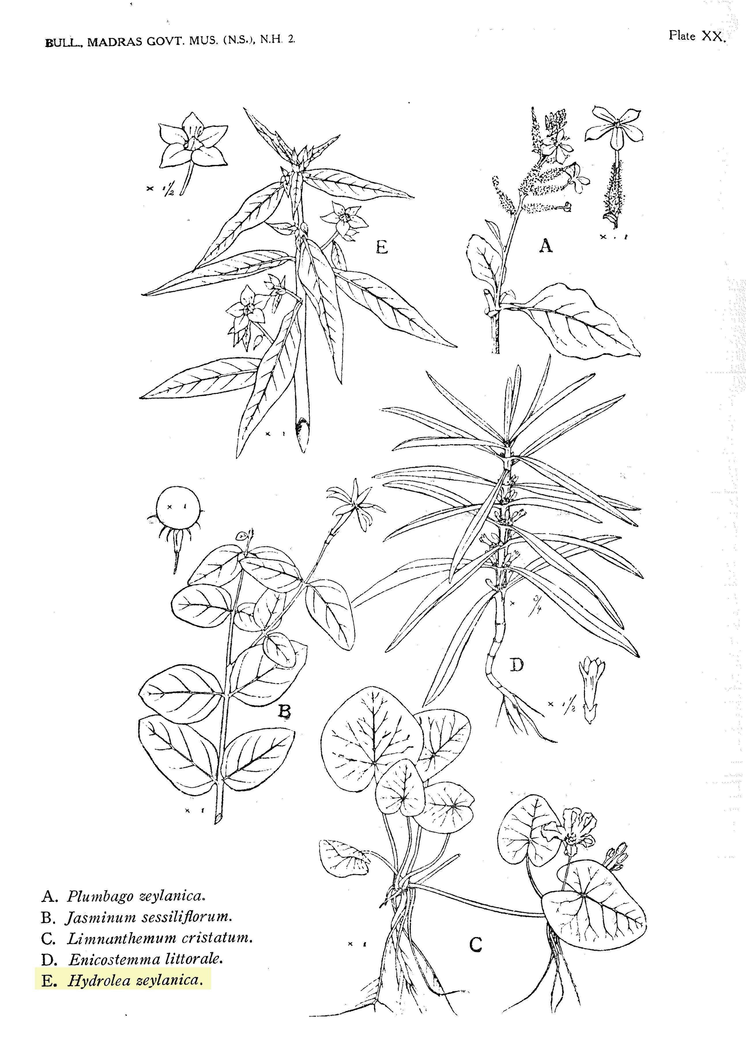 Herbarium JCB