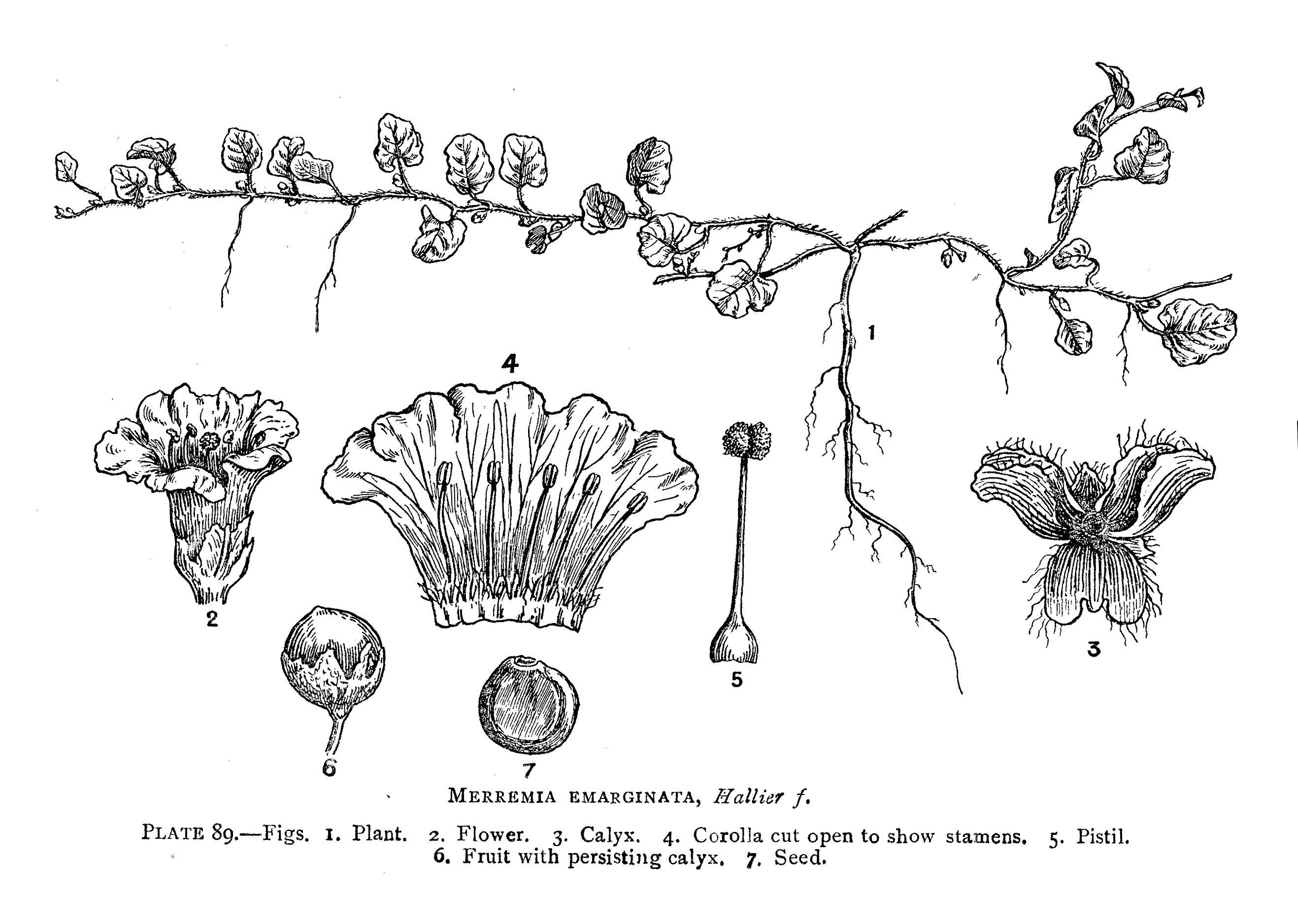 Herbarium JCB