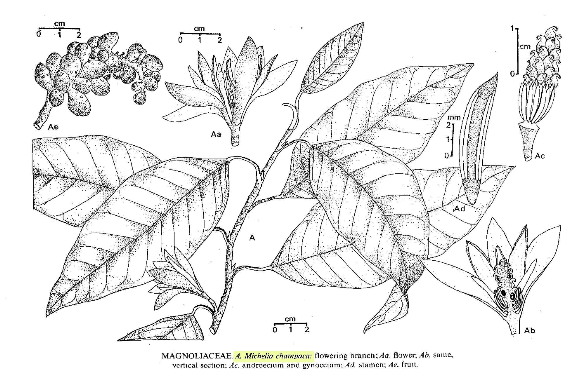 Herbarium JCB
