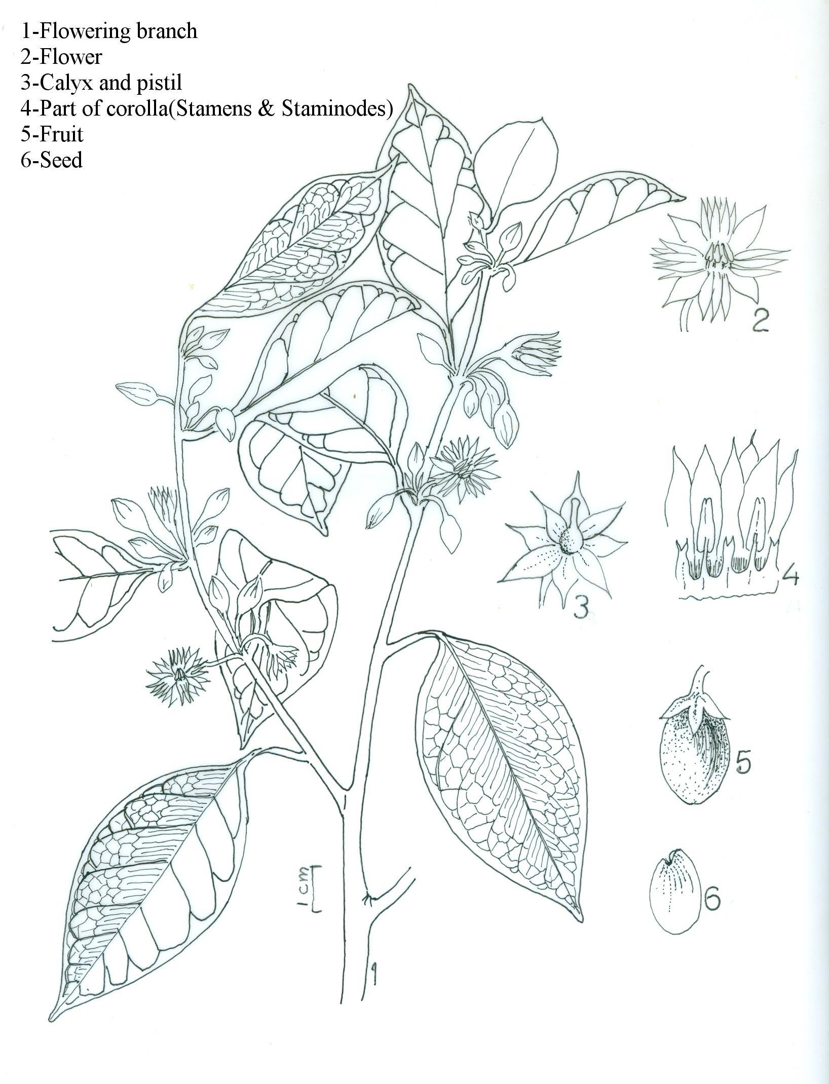 Herbarium JCB