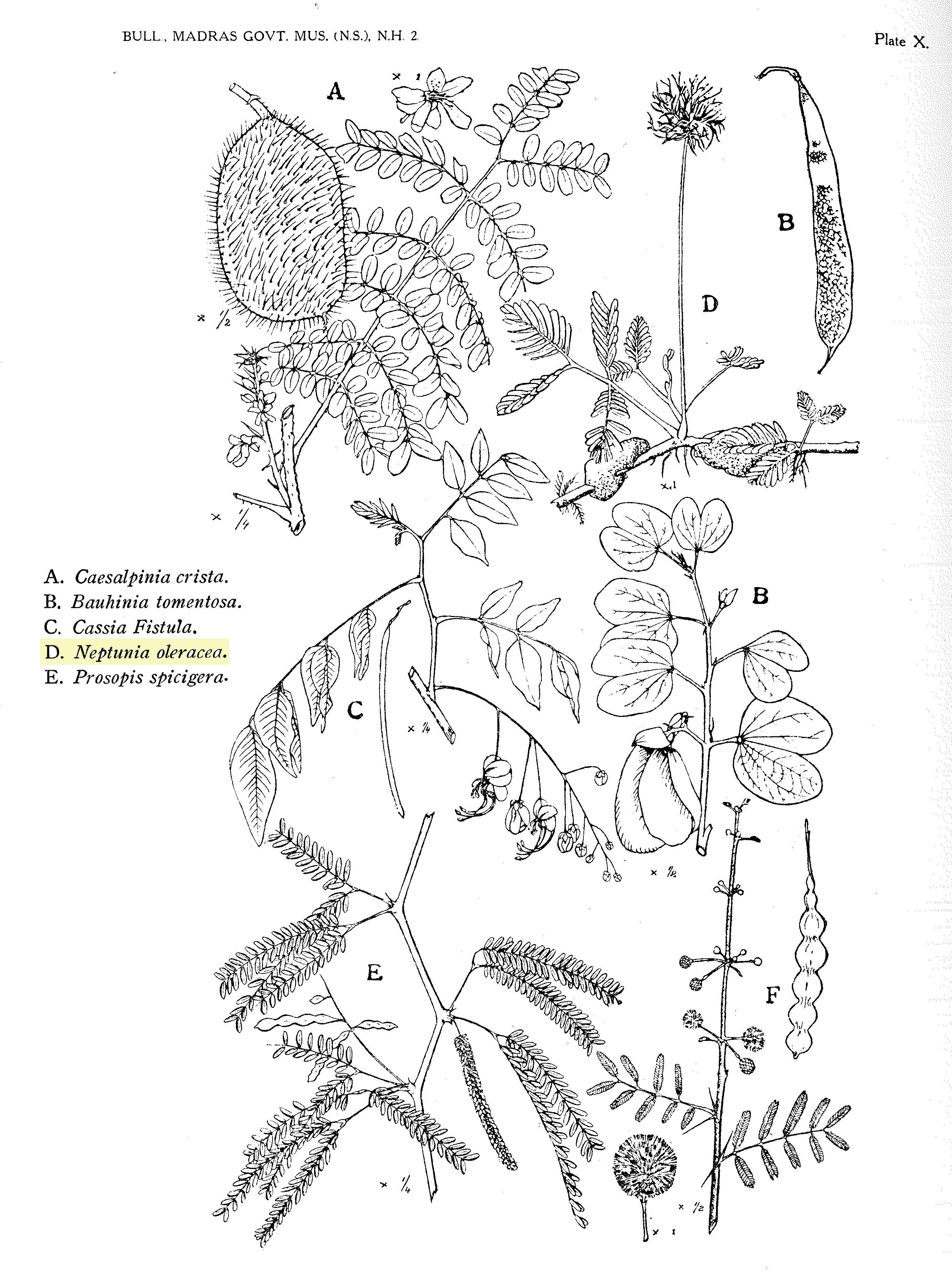 Herbarium JCB