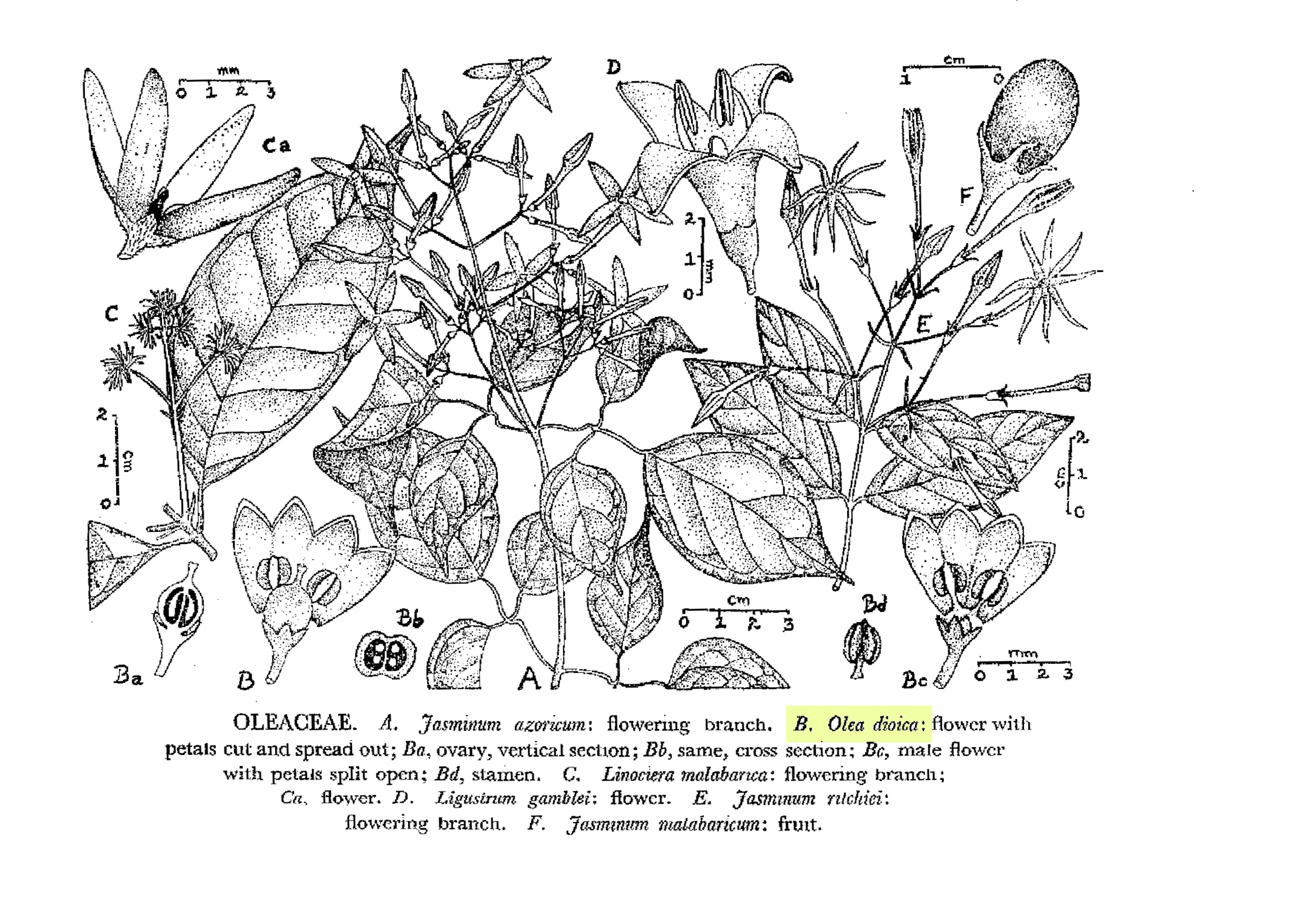 Herbarium JCB