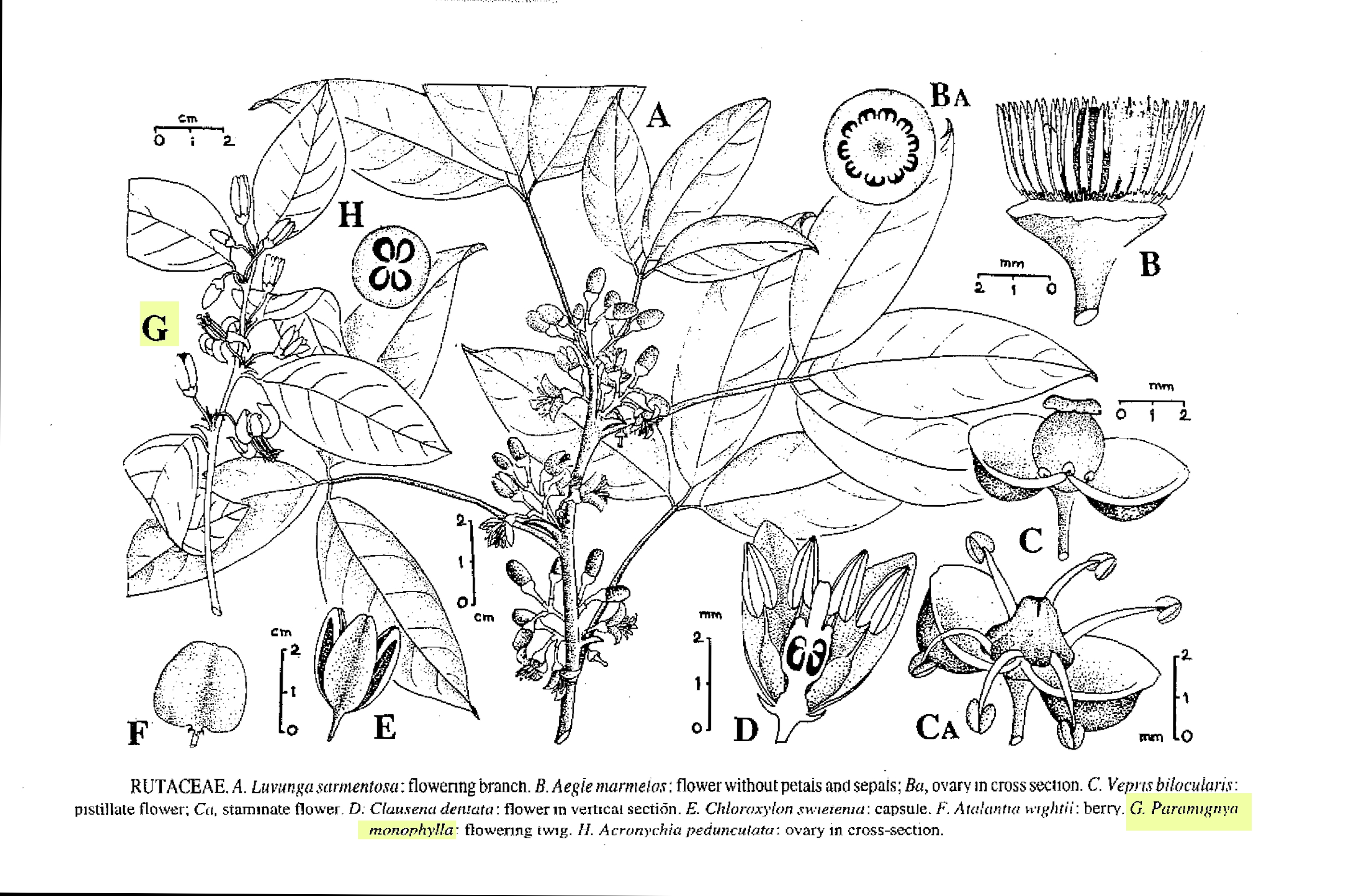 Herbarium JCB