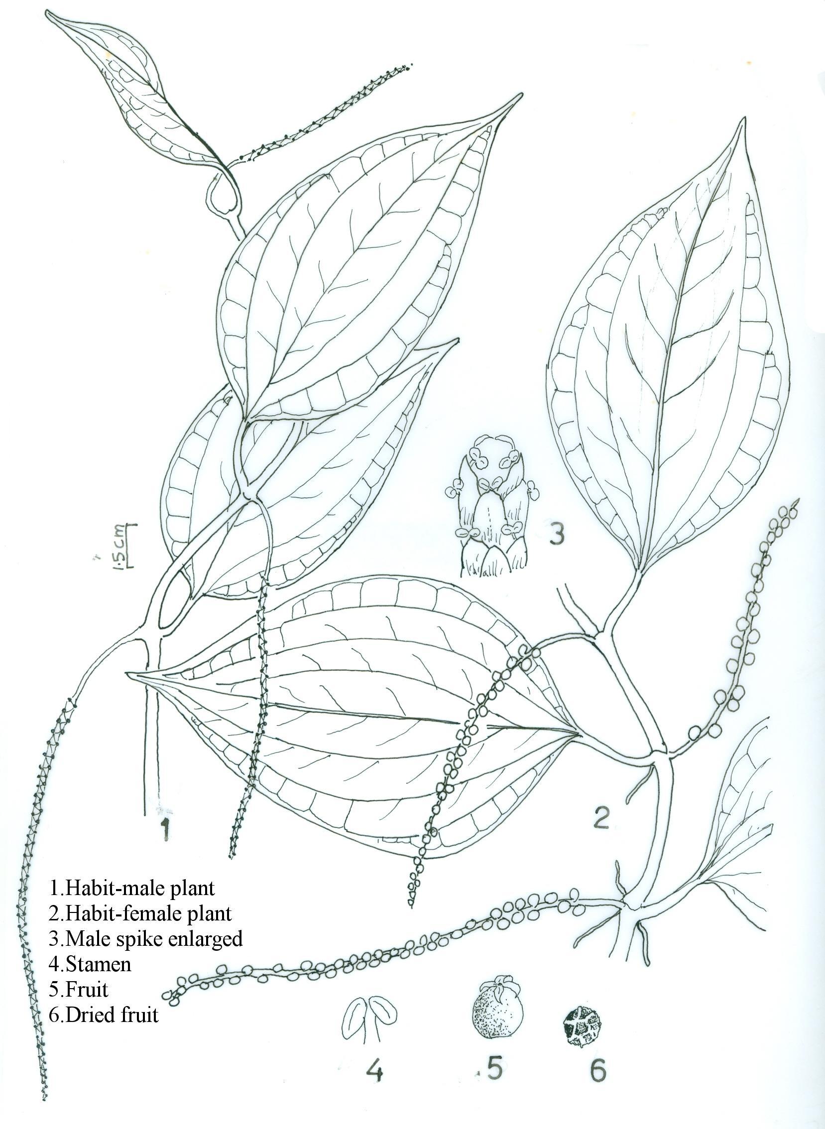 Kali Mirch Plant Diagram