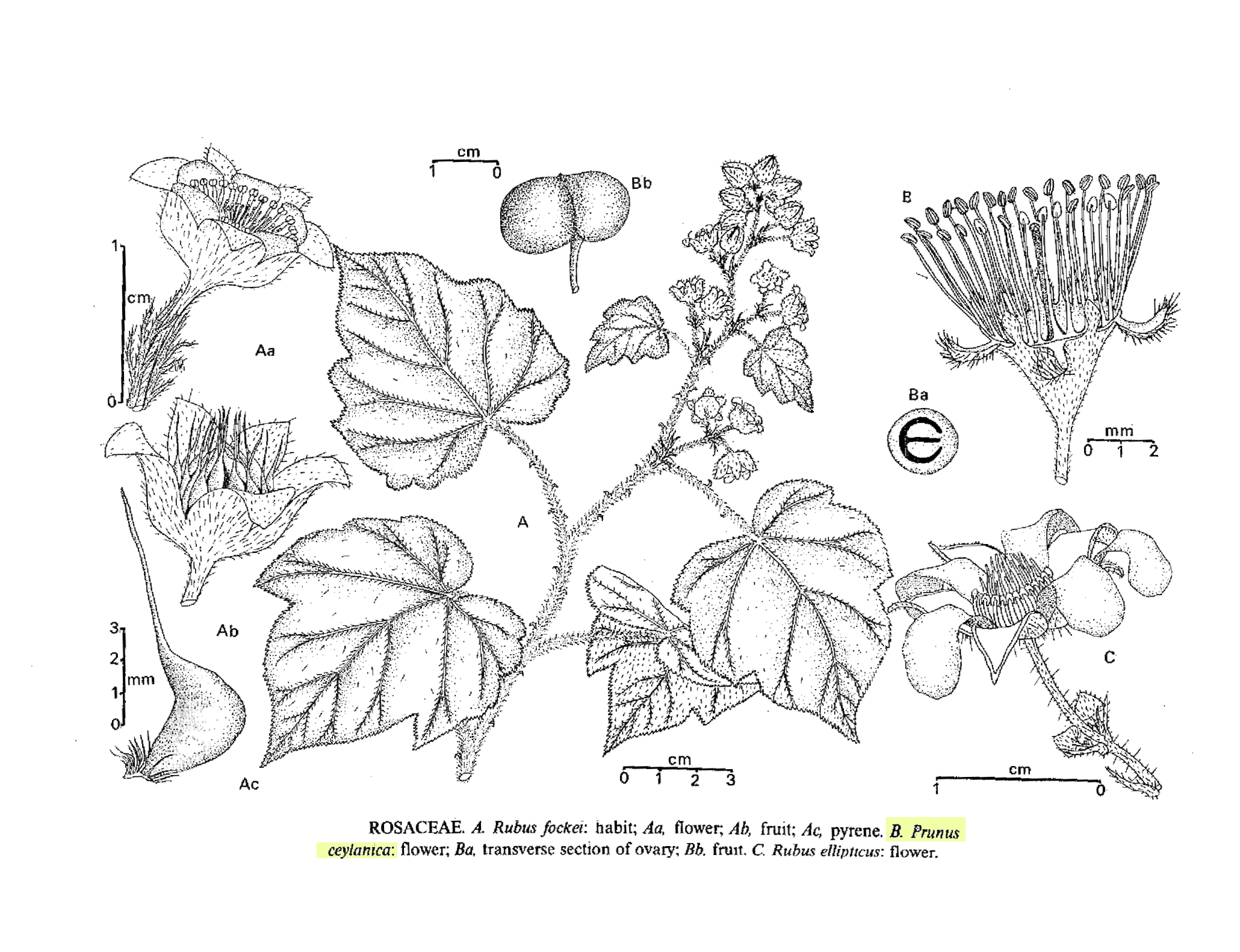 Herbarium JCB