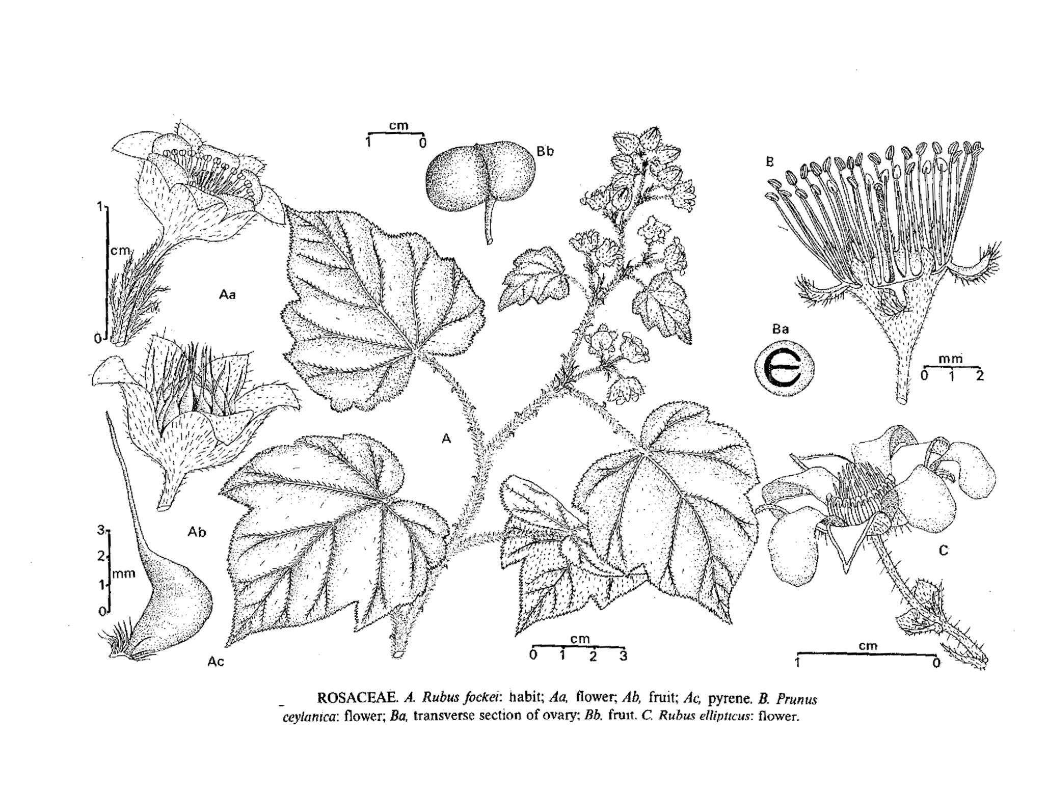 Herbarium JCB