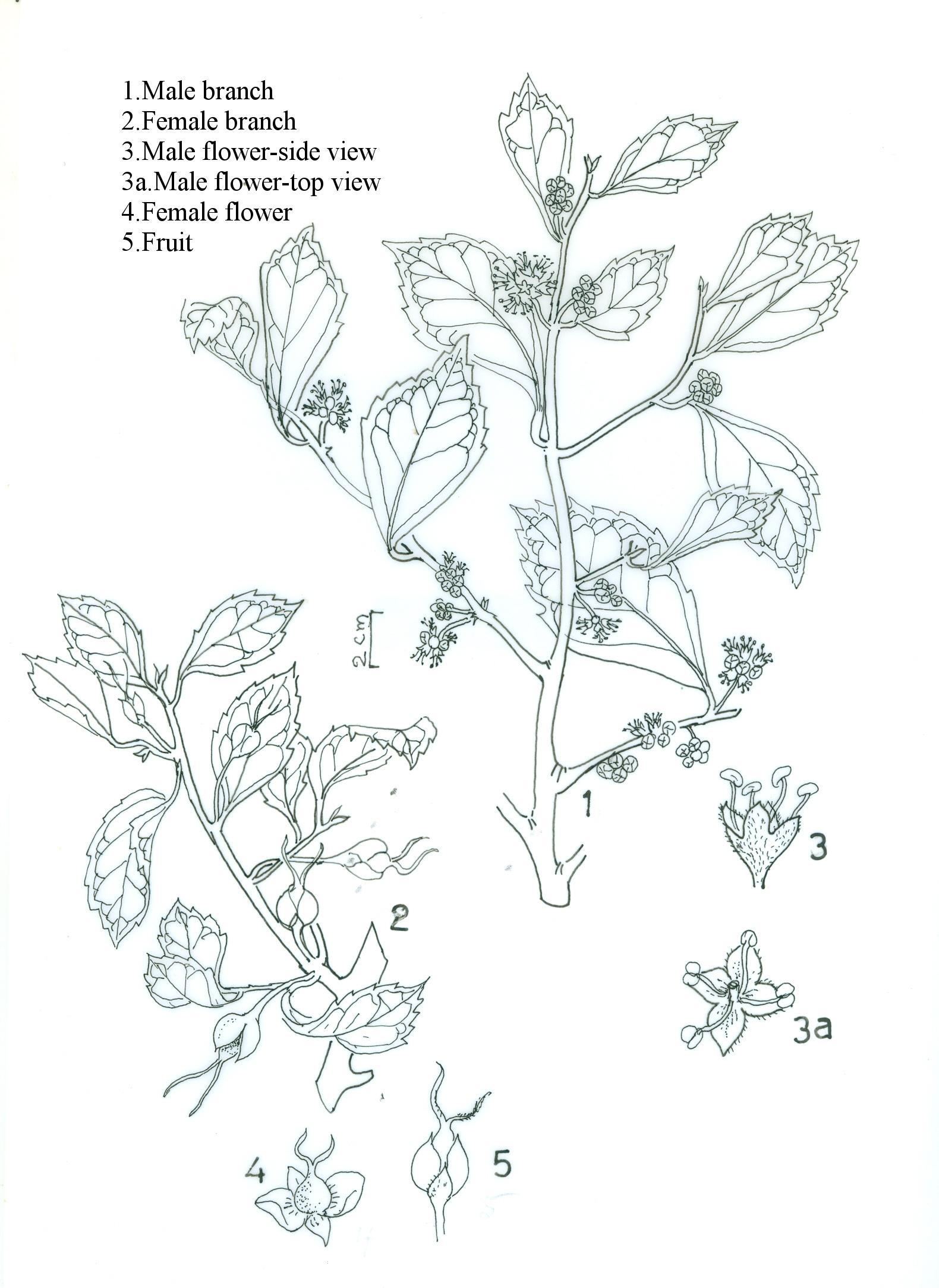 Herbarium JCB