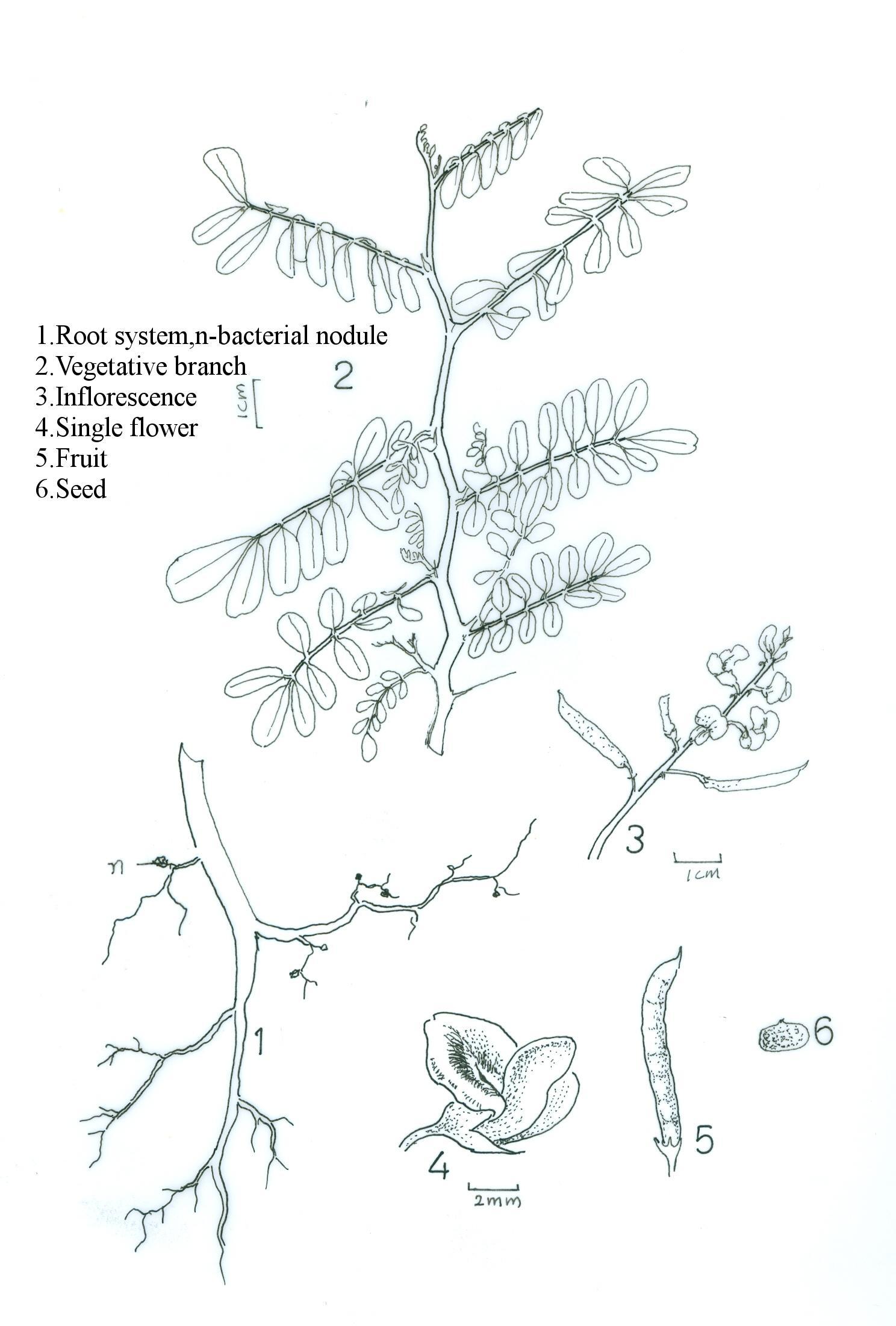 Herbarium JCB