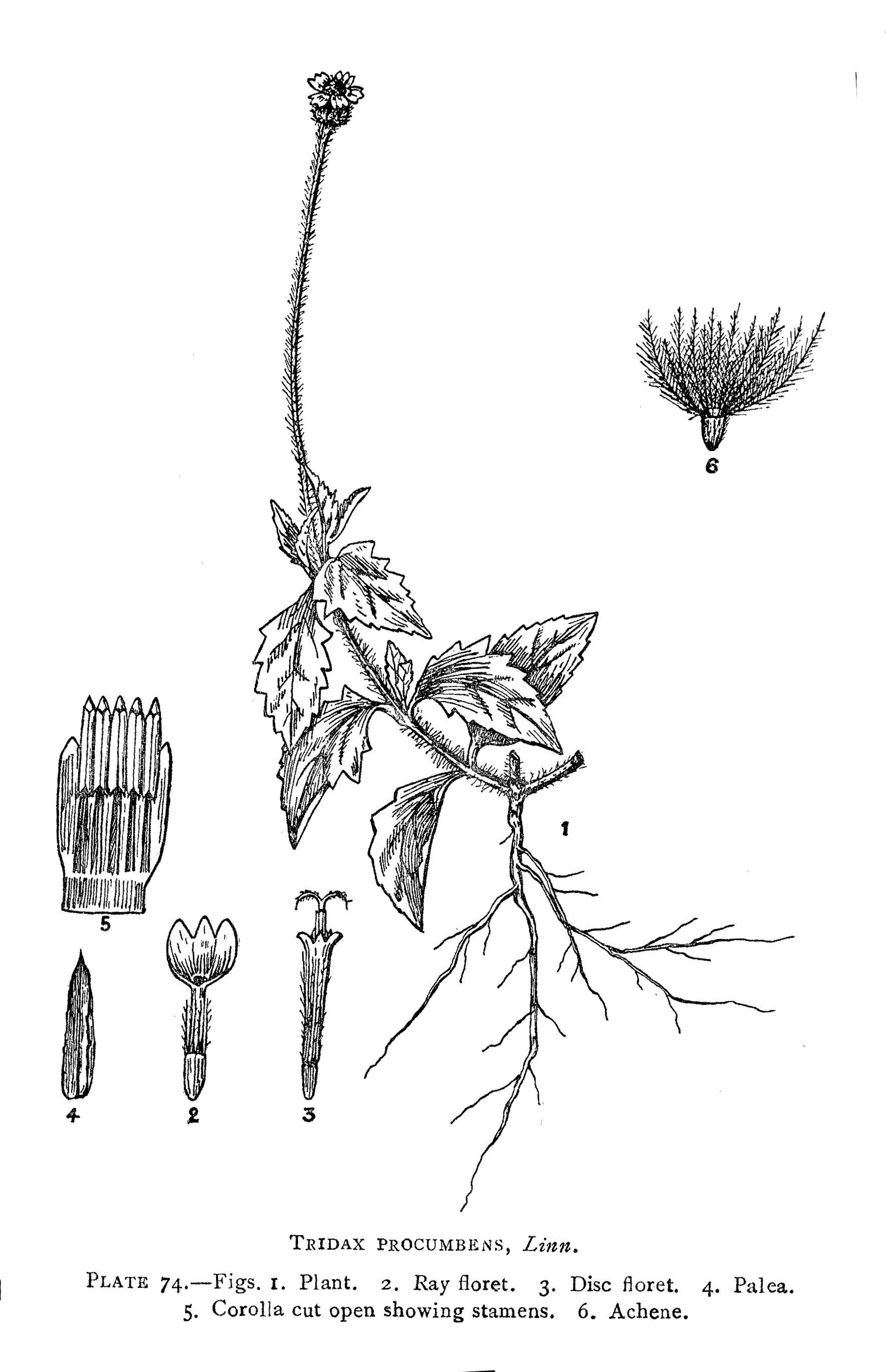 Herbarium JCB