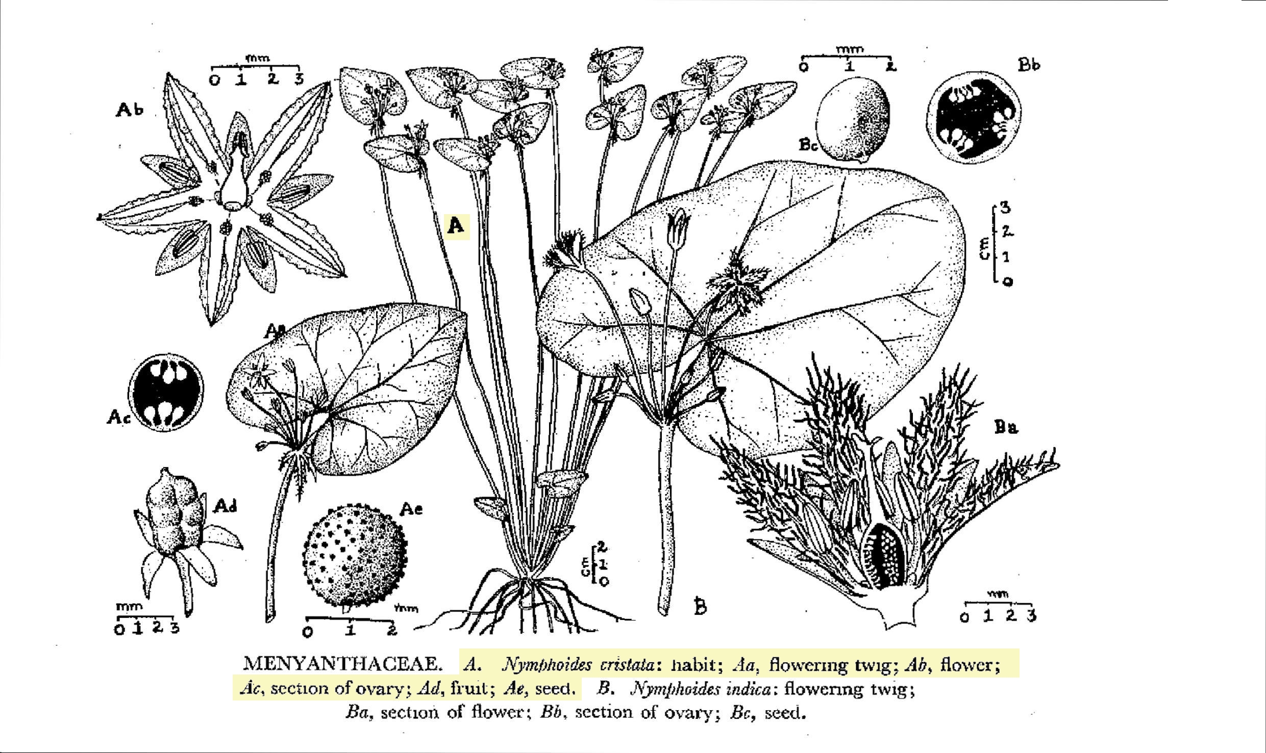Herbarium JCB