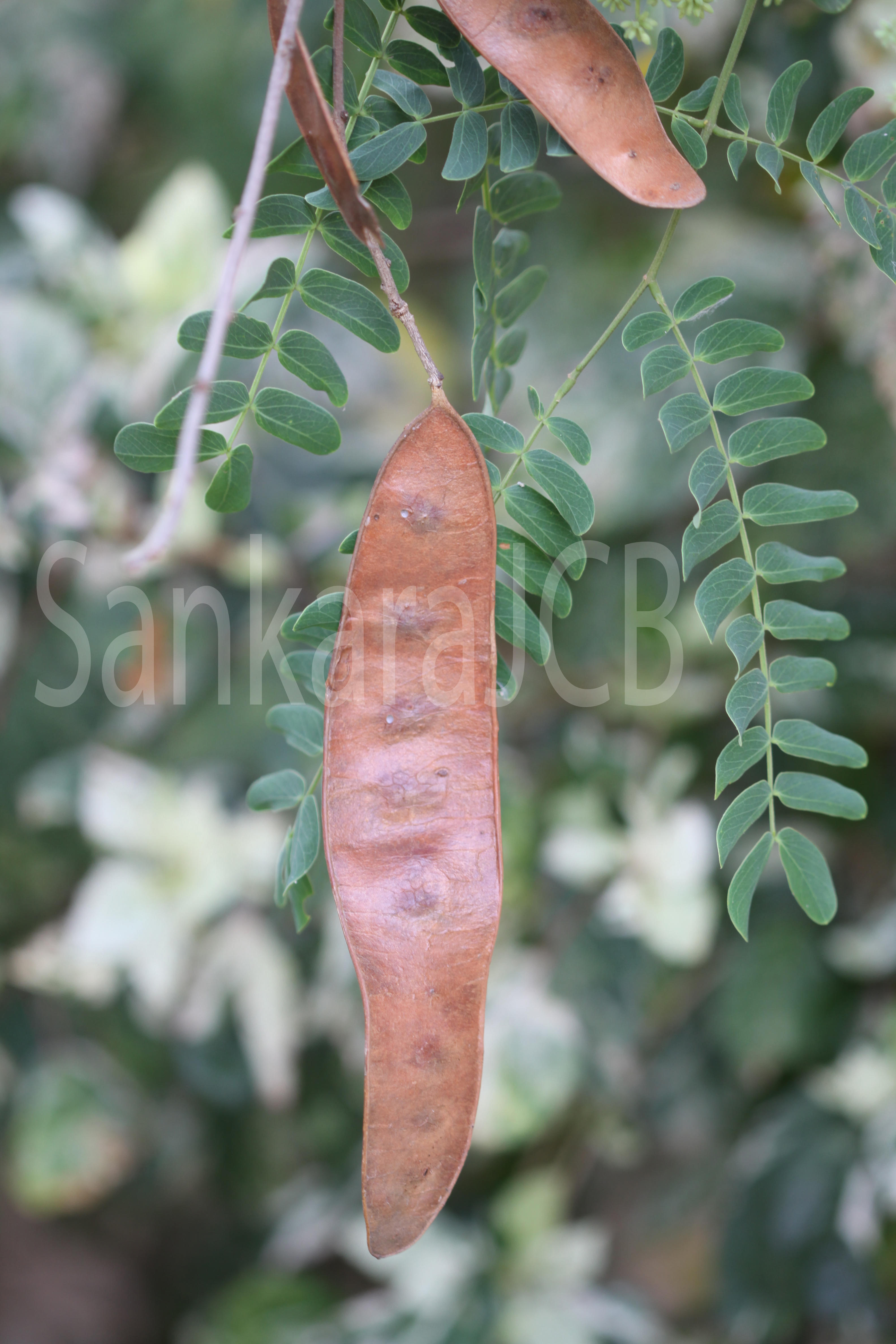 Herbarium JCB