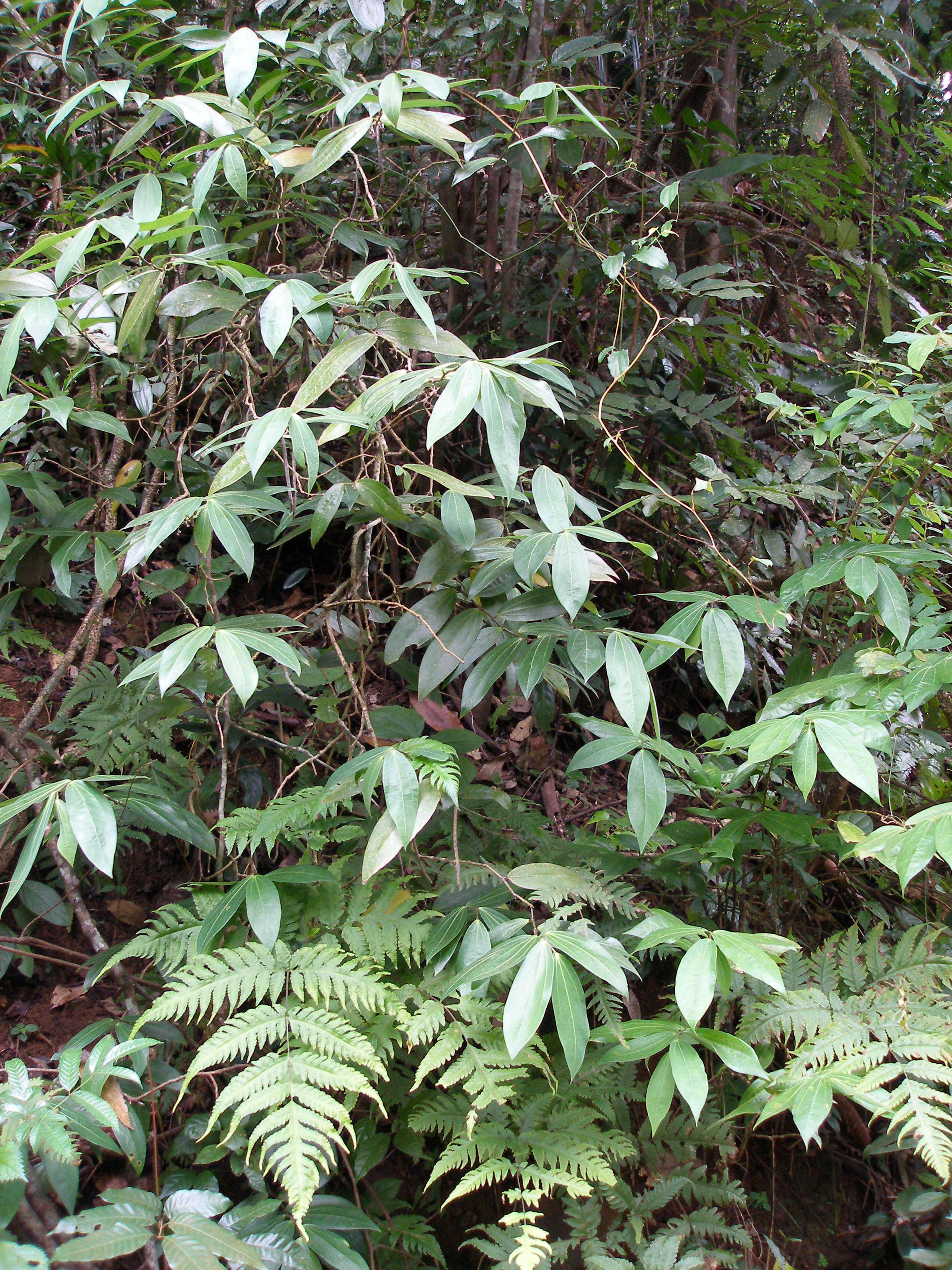 Herbarium JCB